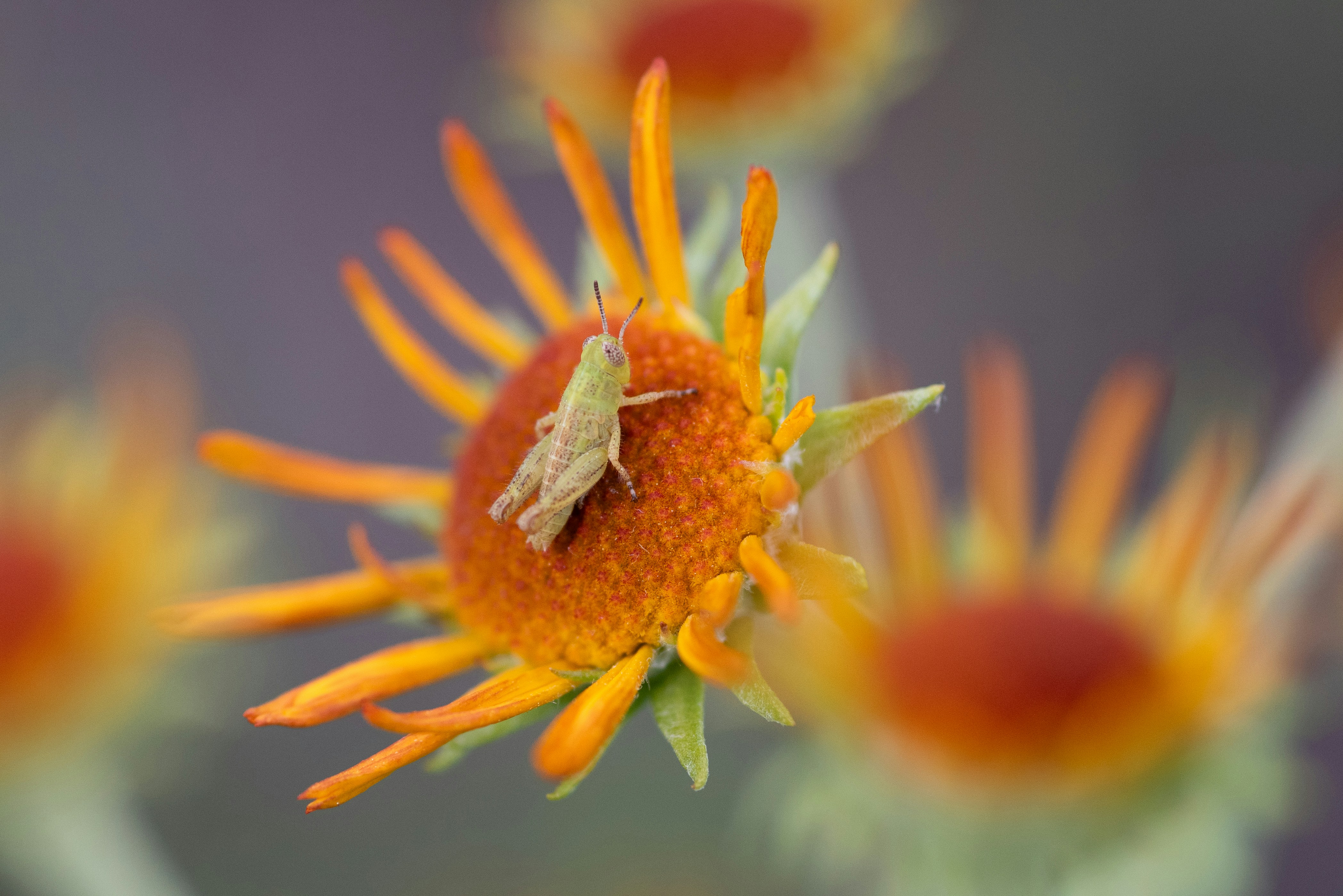 Lichen, a Tiny Hopper, Commuting Across a Sunny Blossom