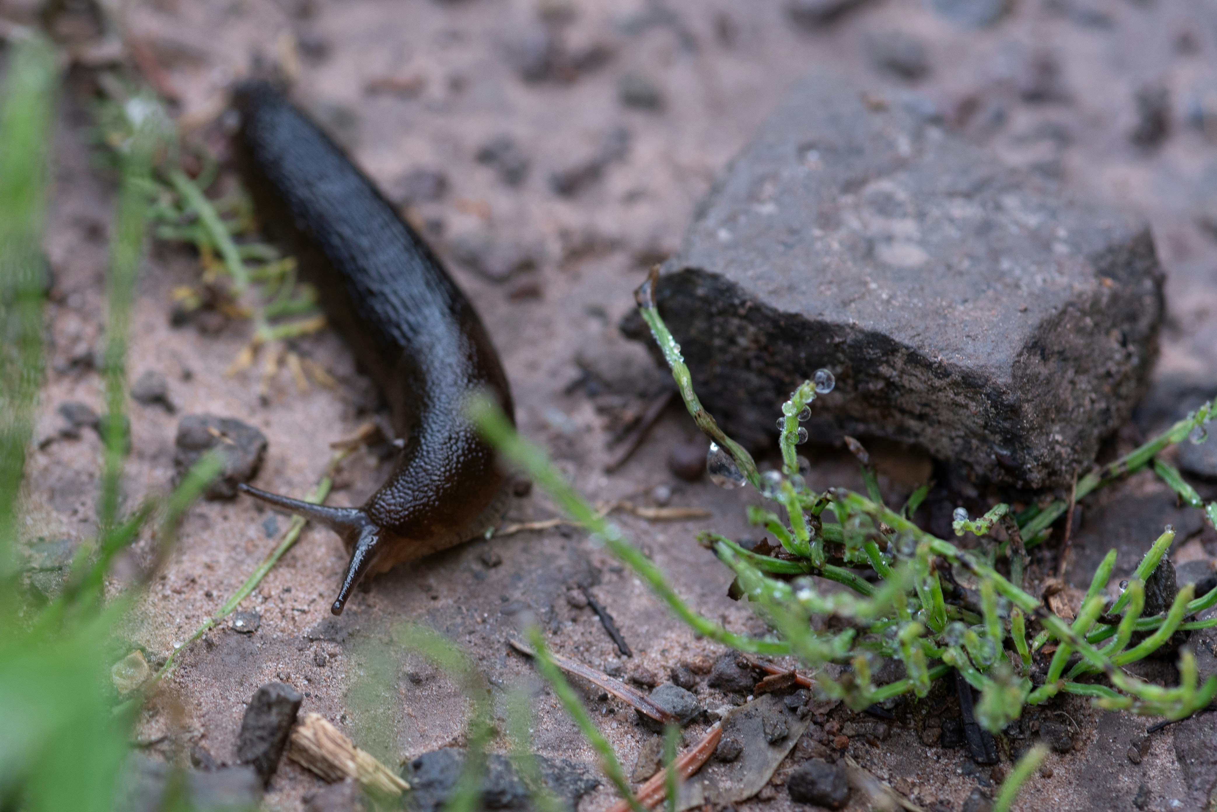 A slug crawling on the ground next to a rock photo – Free Animal Image ...