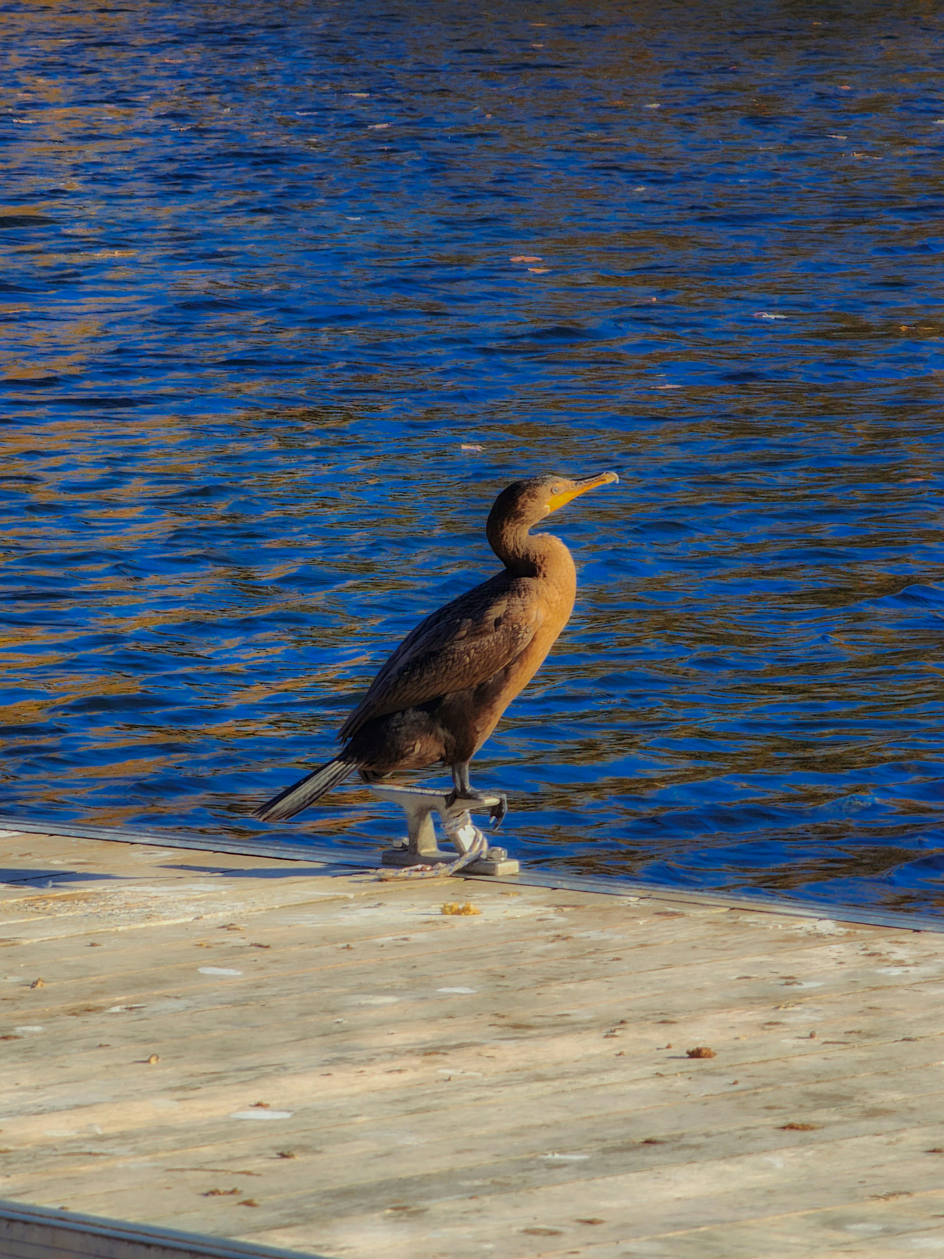 A bird standing on a dock next to a body of water photo – Free Mont ...