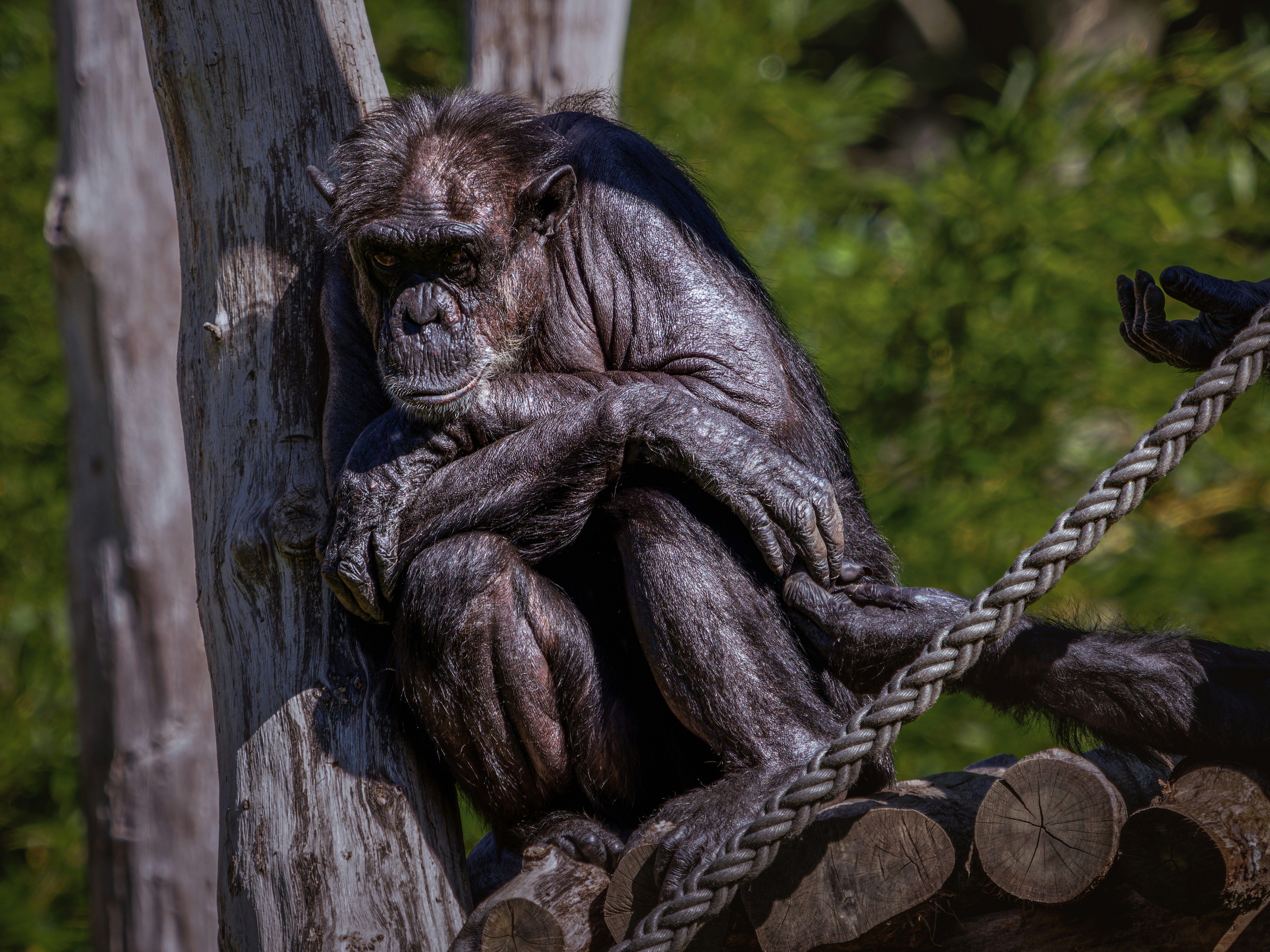 A monkey sitting on top of a pile of logs photo – Free Leipzig Image on ...