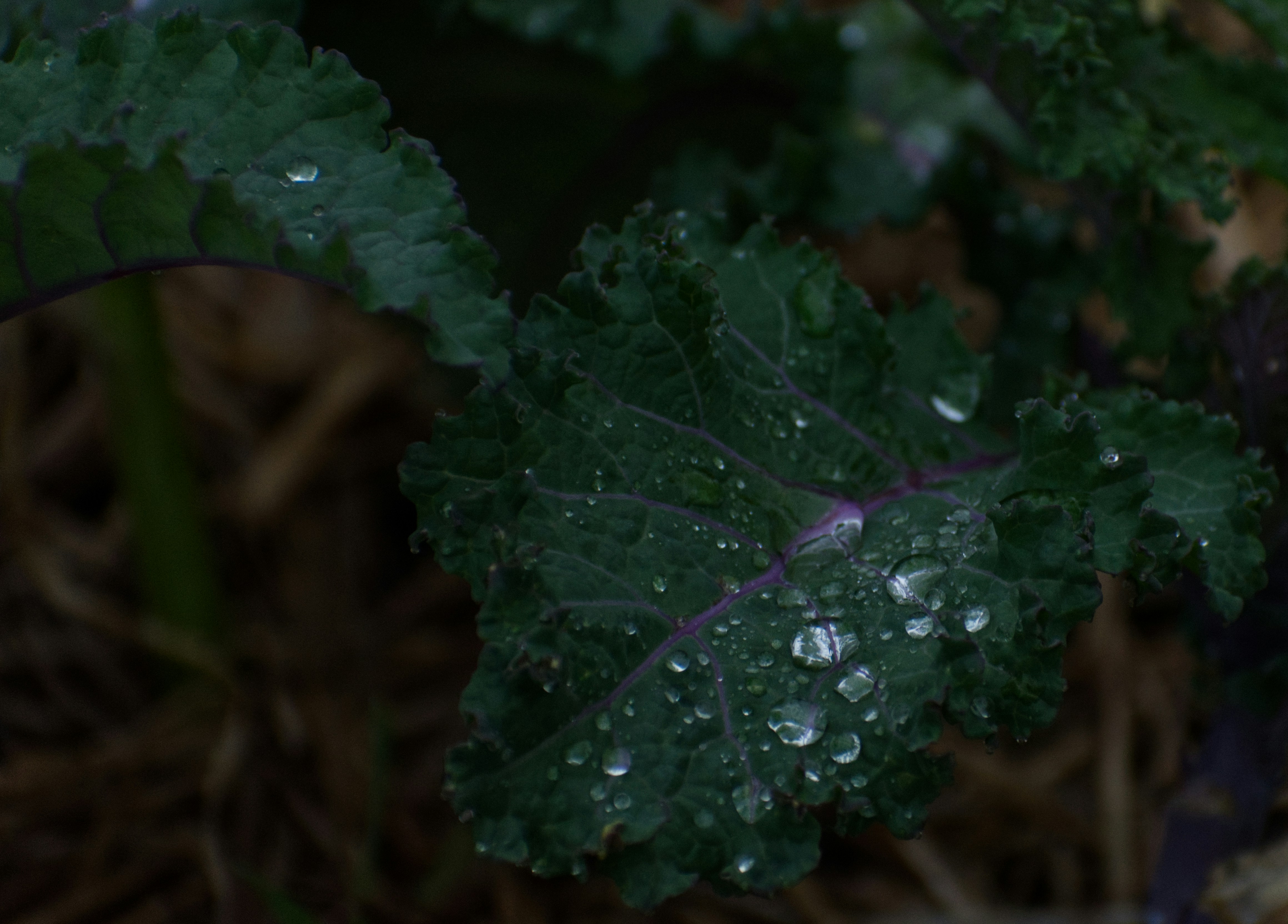 Close-up of a kale leaf adorned with glistening water droplets, showcasing intricate textures and vibrant colors.