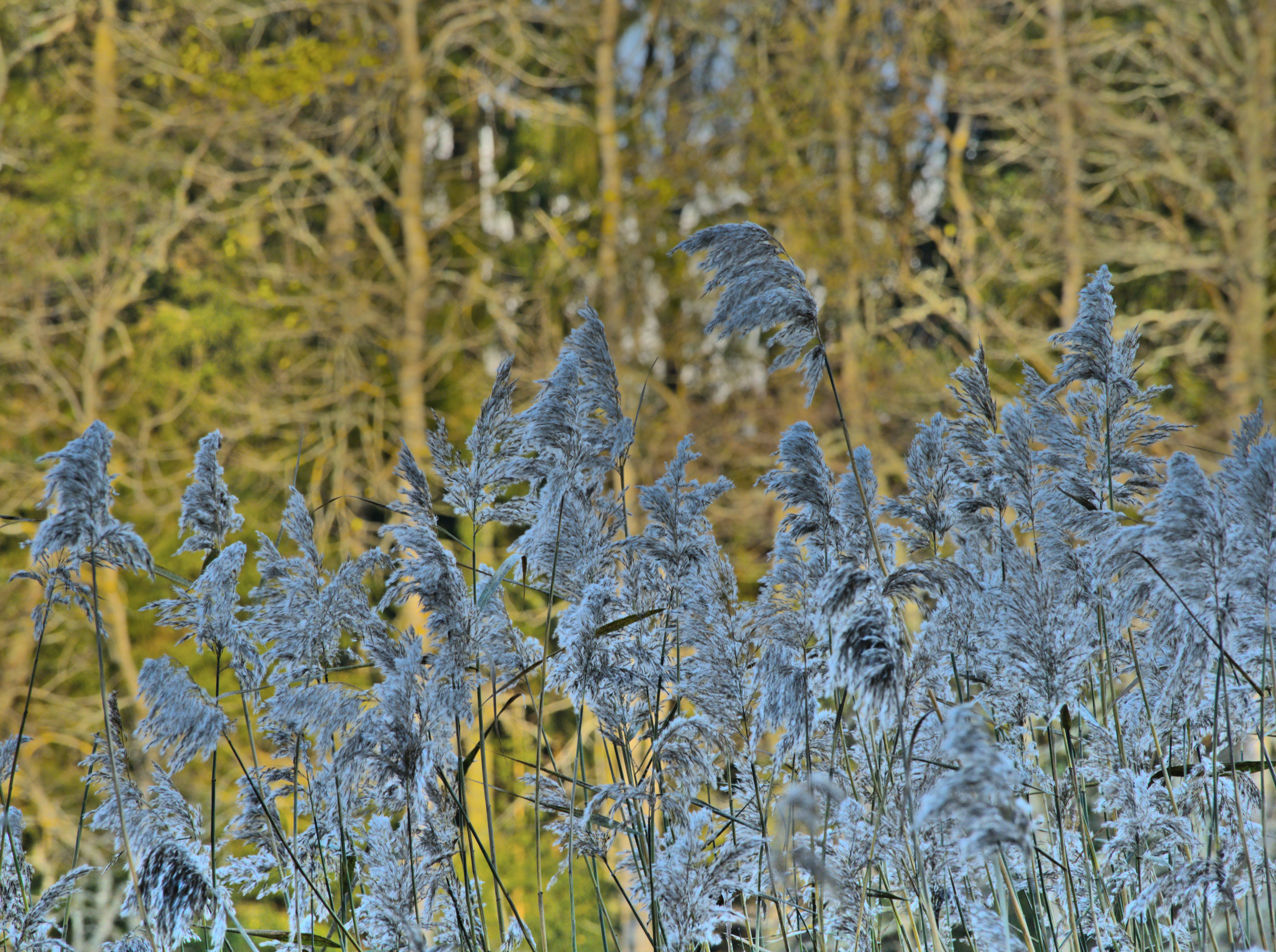 Azure Foxtail in Dappled Forest Light