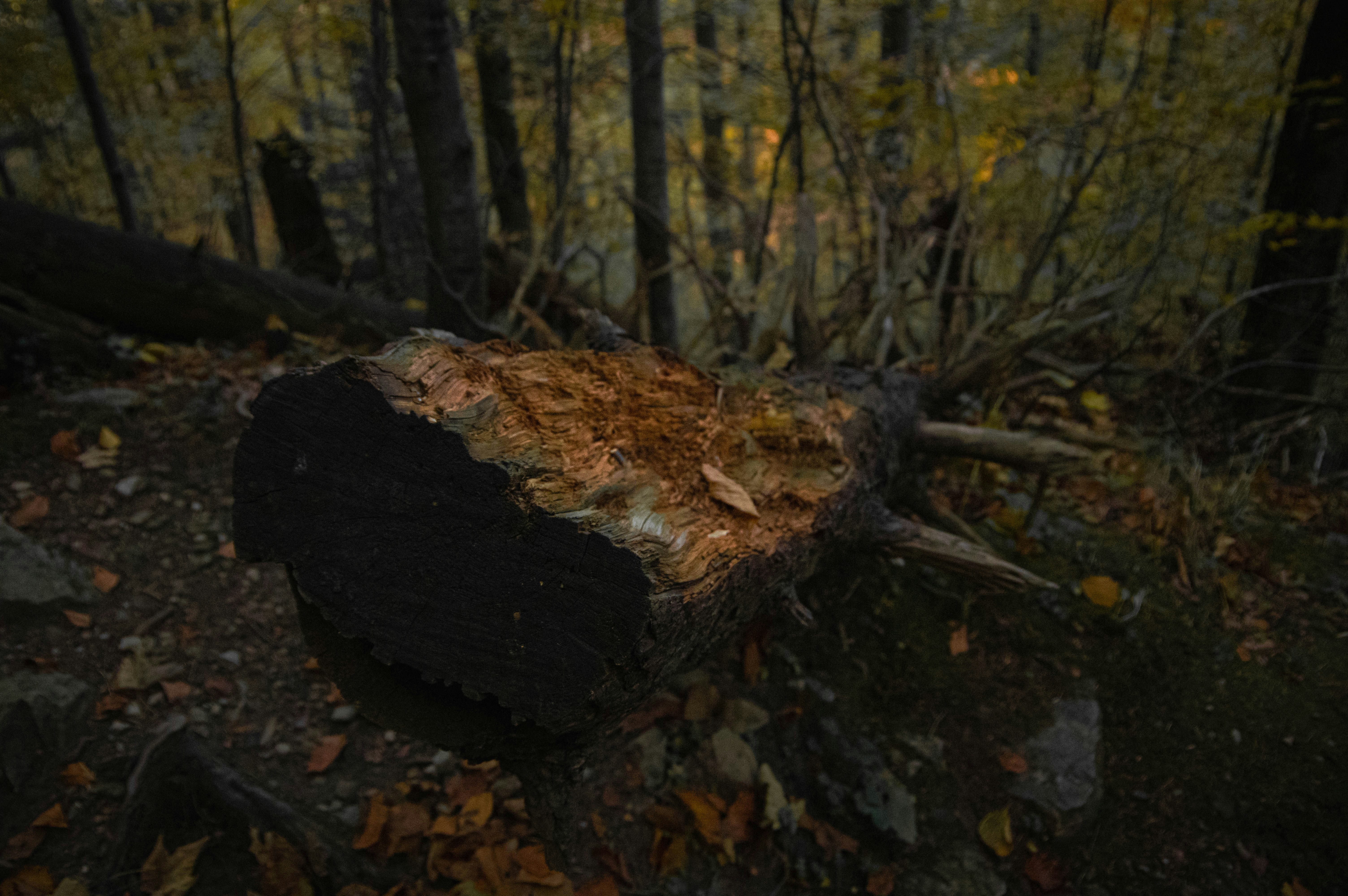 Anchor of Decay: Fallen Log Under Autumn Forest Light