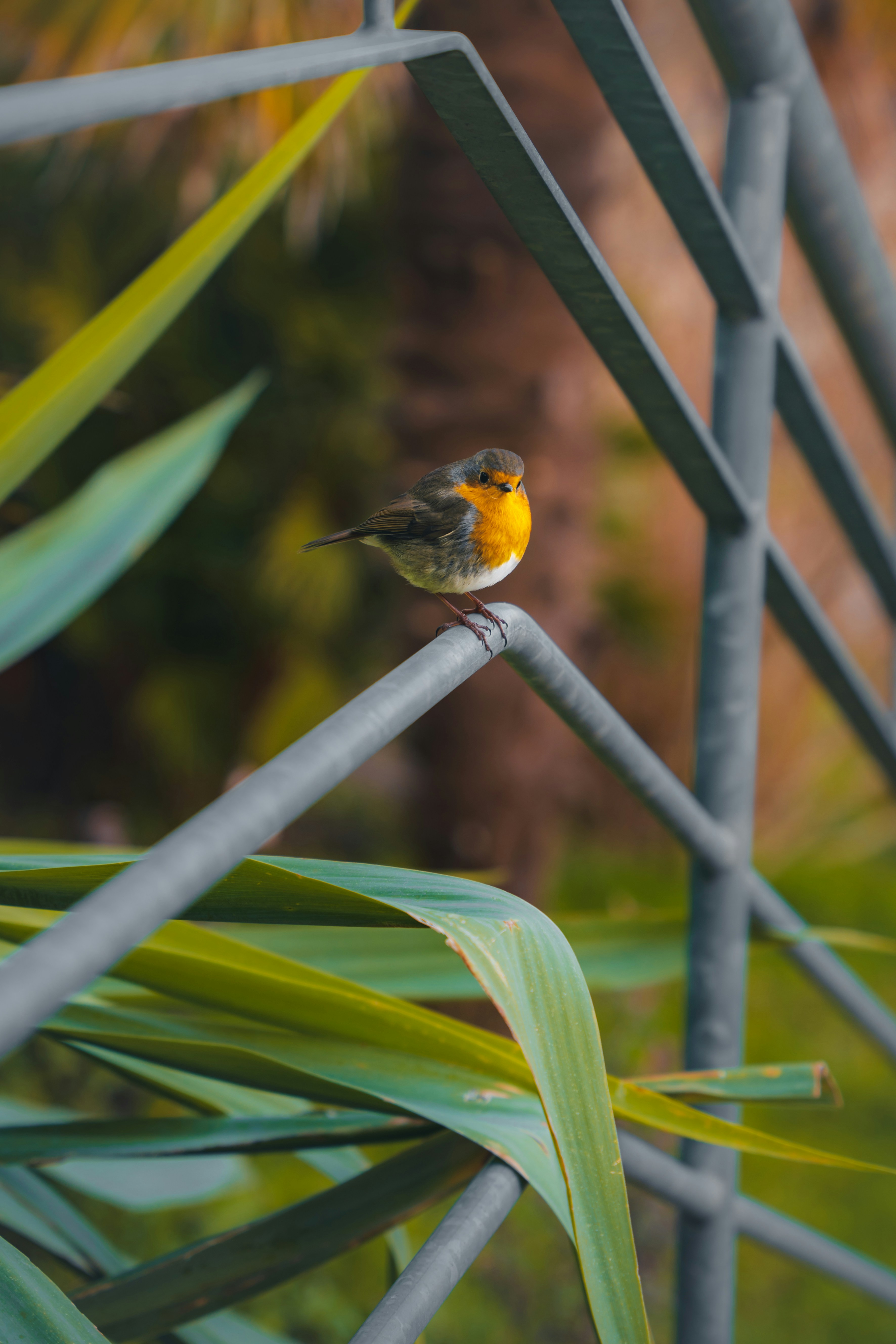 Robin on a Diamond-Grid Railing: Quiet Moment Amid Foliage