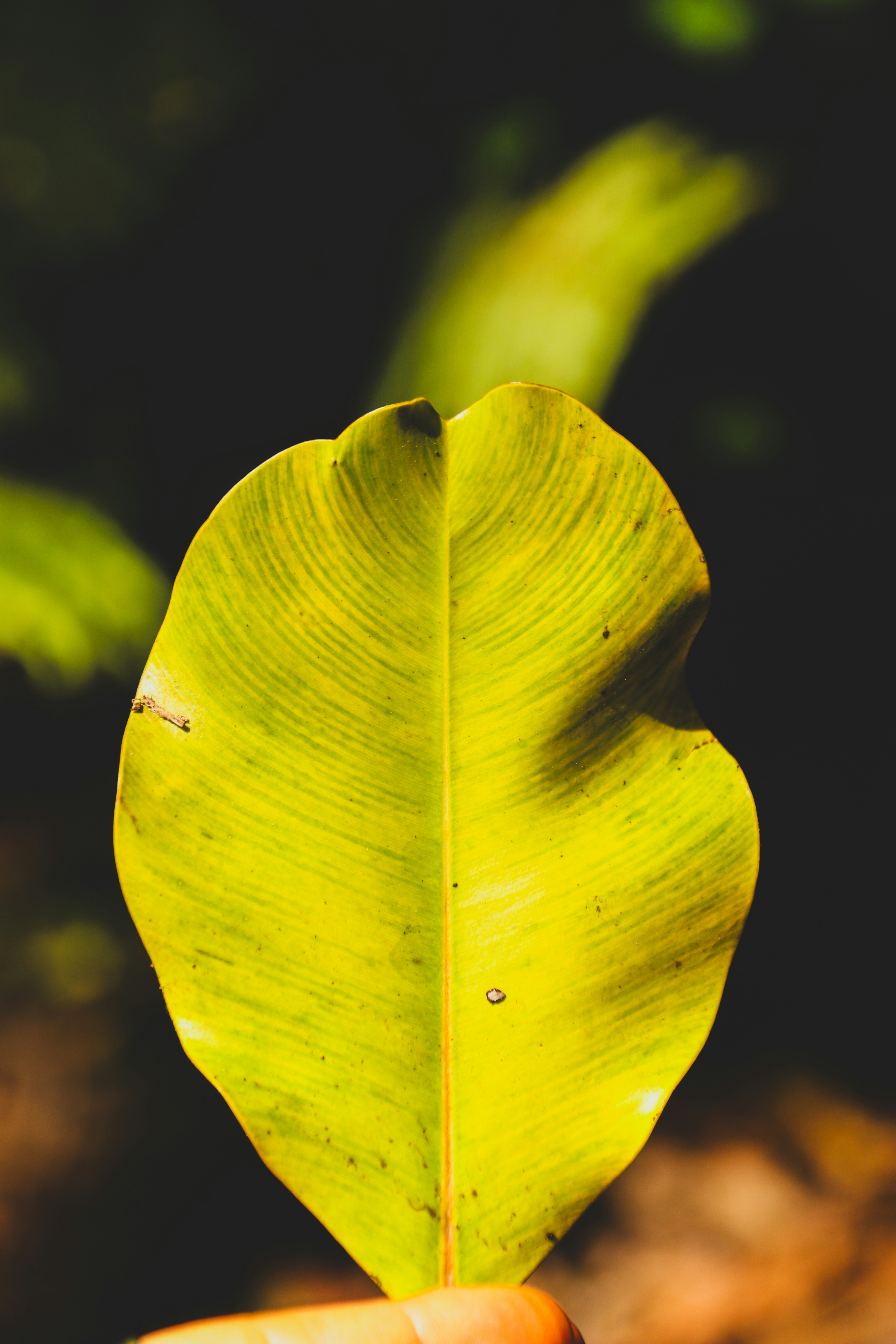 Illuminated Lone Leaf: Gold Against Shadow