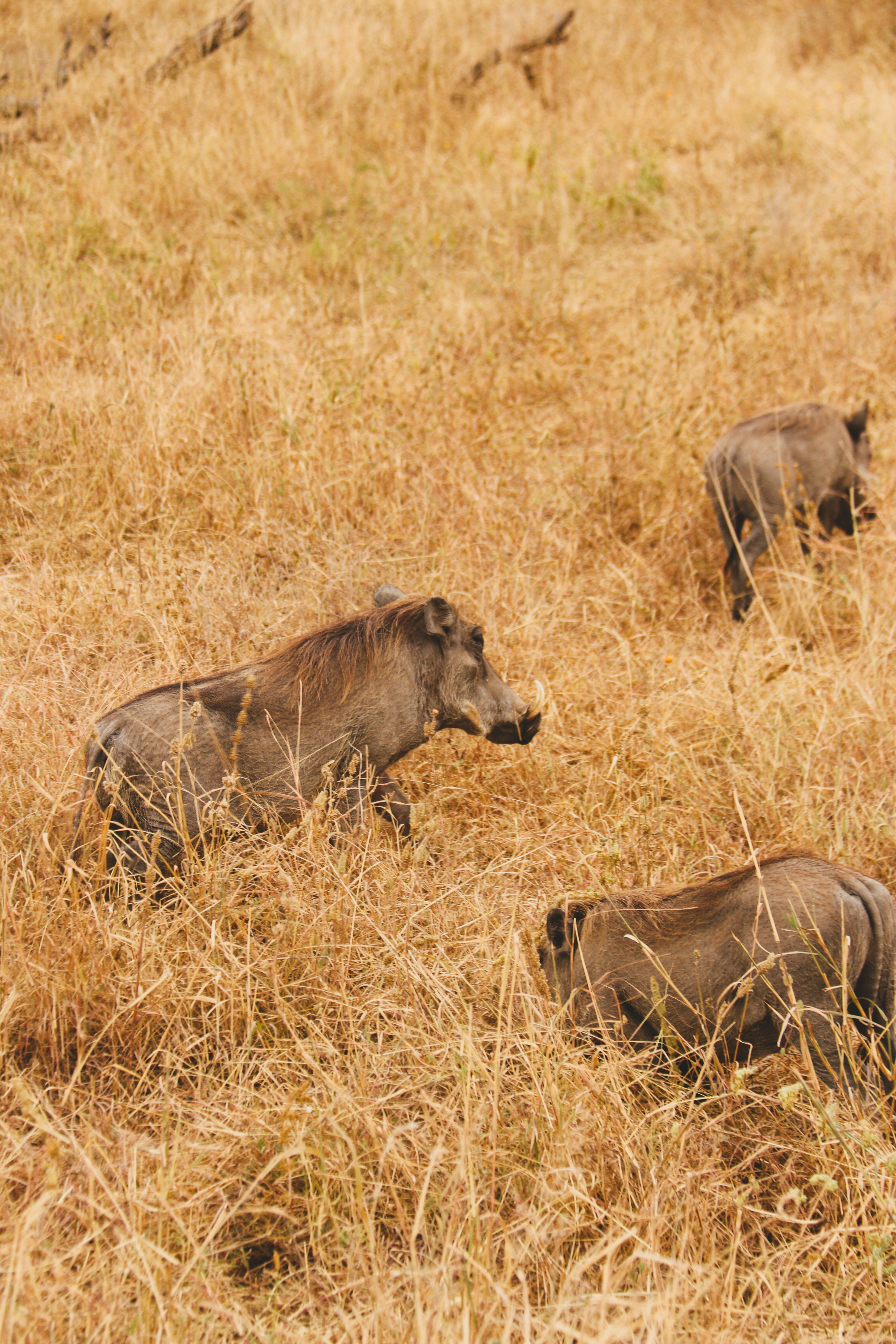 A couple of animals that are in the grass photo – Free Brown Image on ...