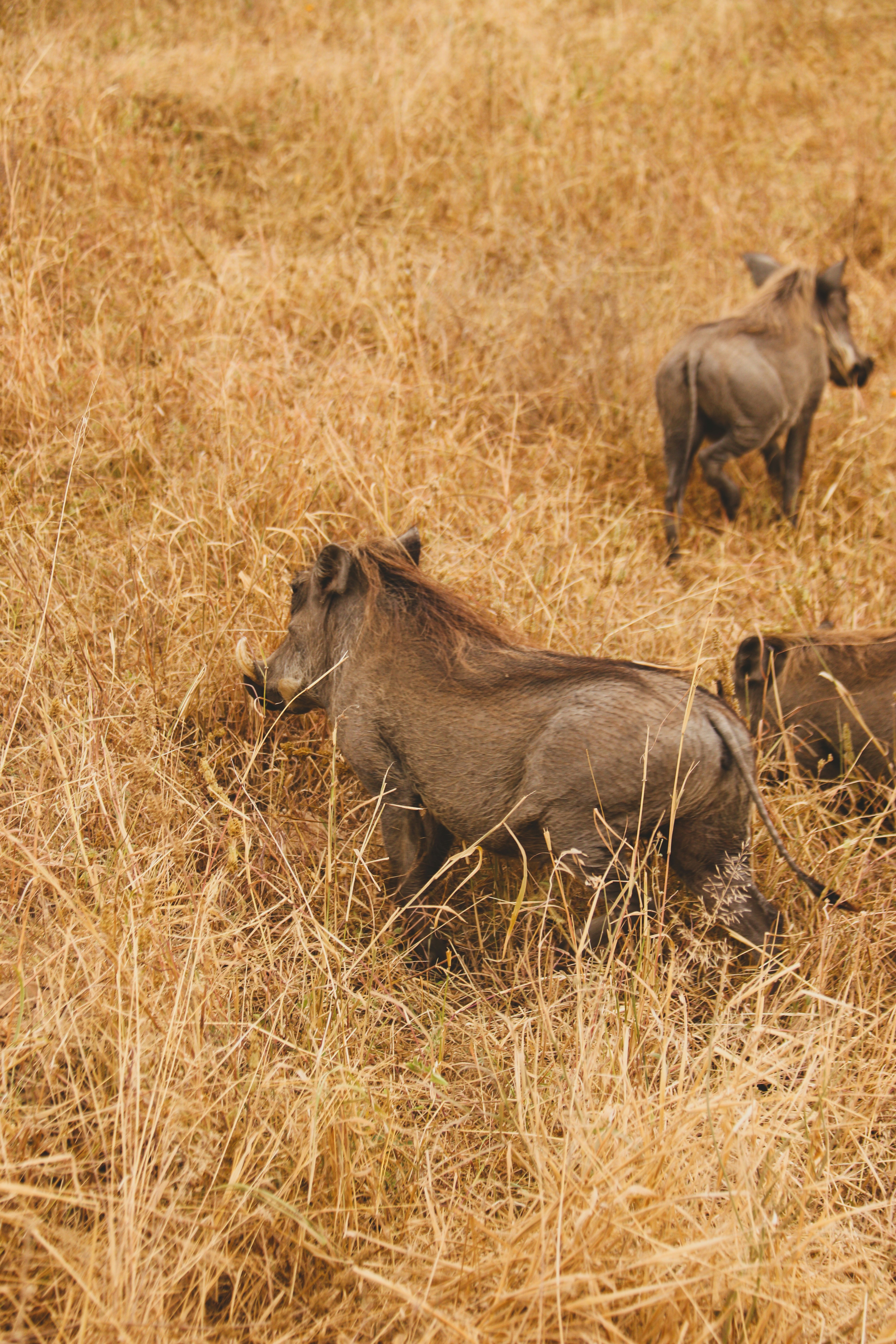 Amber Prairie Stance: A dark pony threads through sunlit grasses