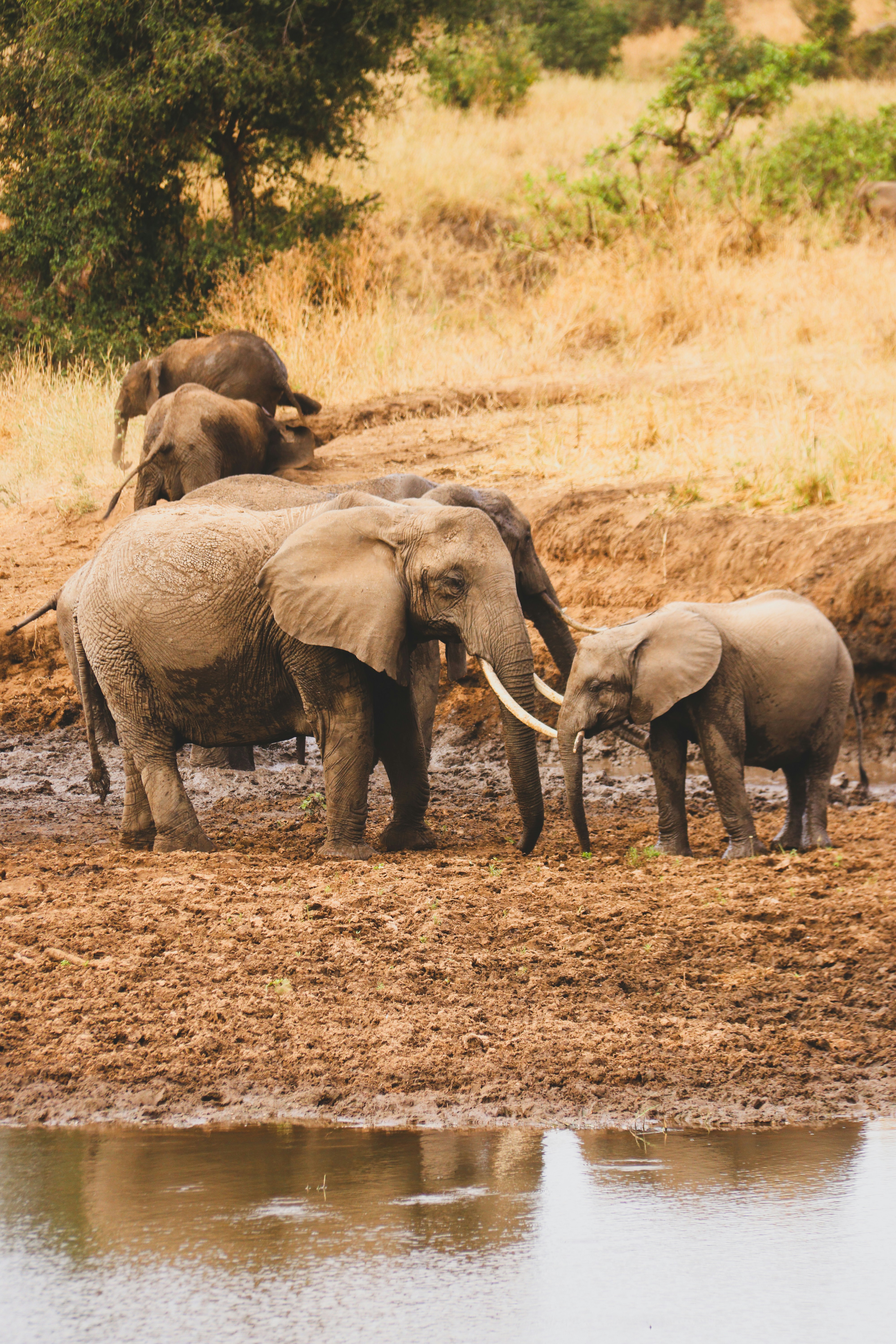 A herd of elephants standing next to a body of water photo – Free ...