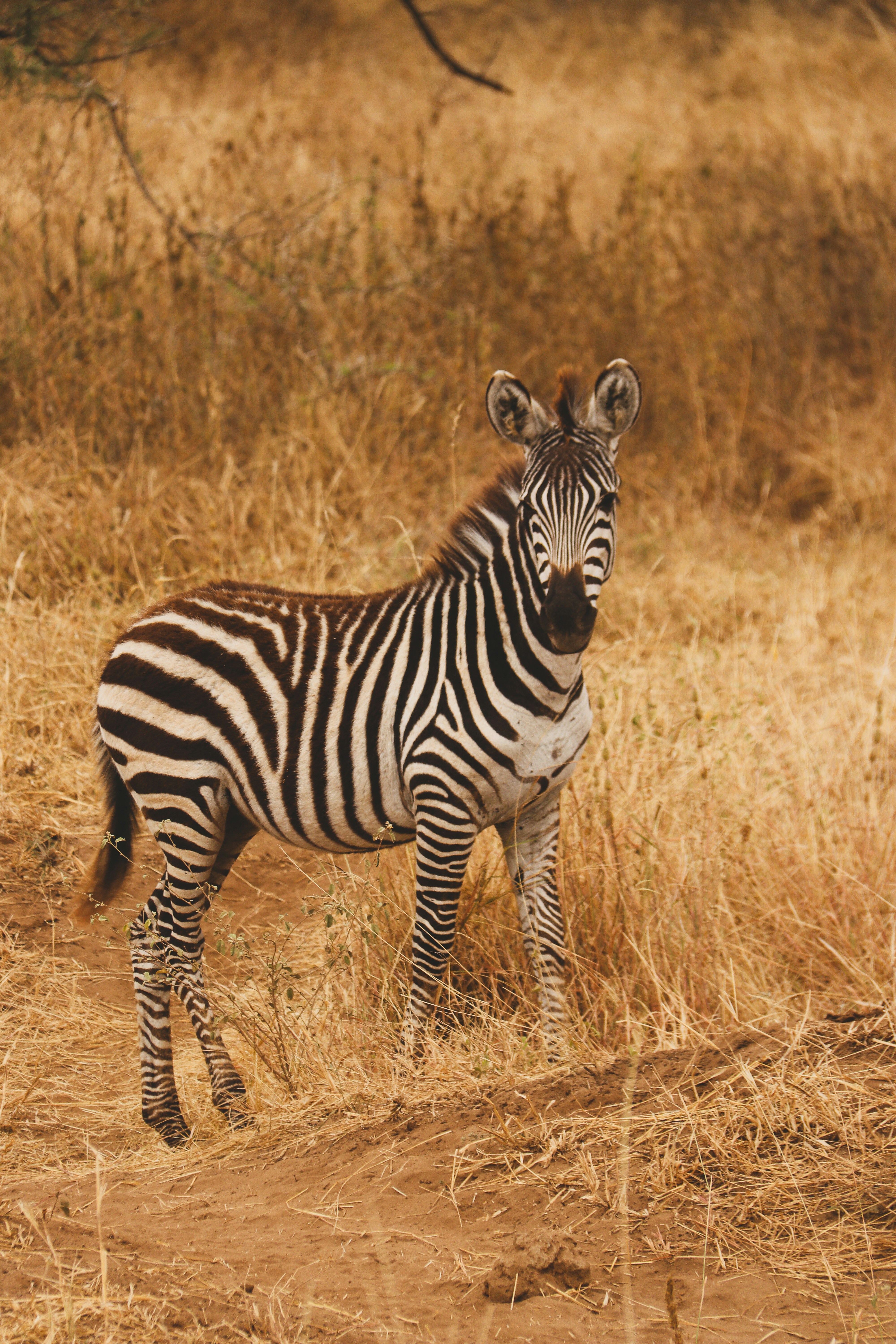 Zebra in Golden Grass: a solitary gaze in the savannah light