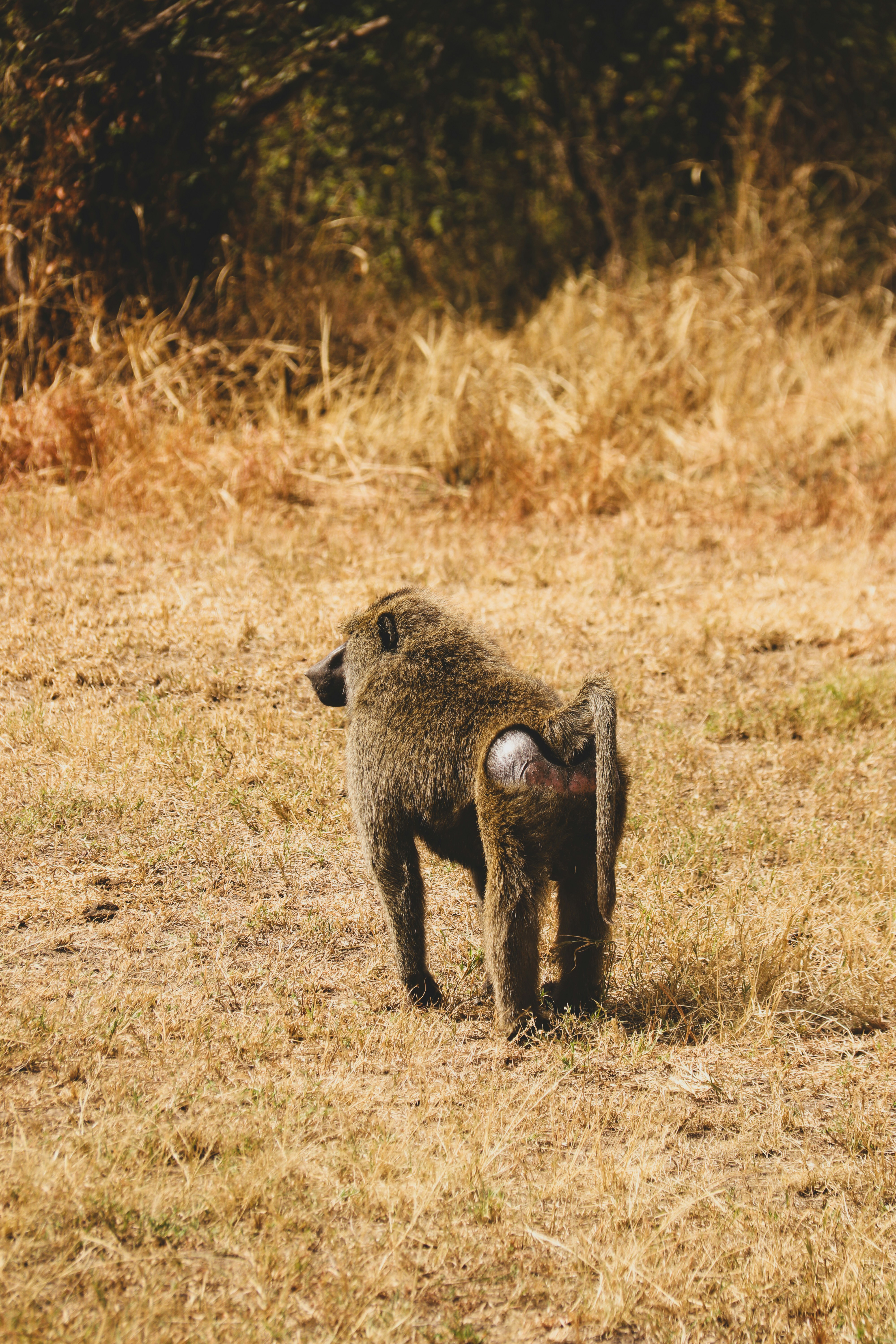Turned Back, Tail in Frame: A Baboon in Golden Savannah Grass