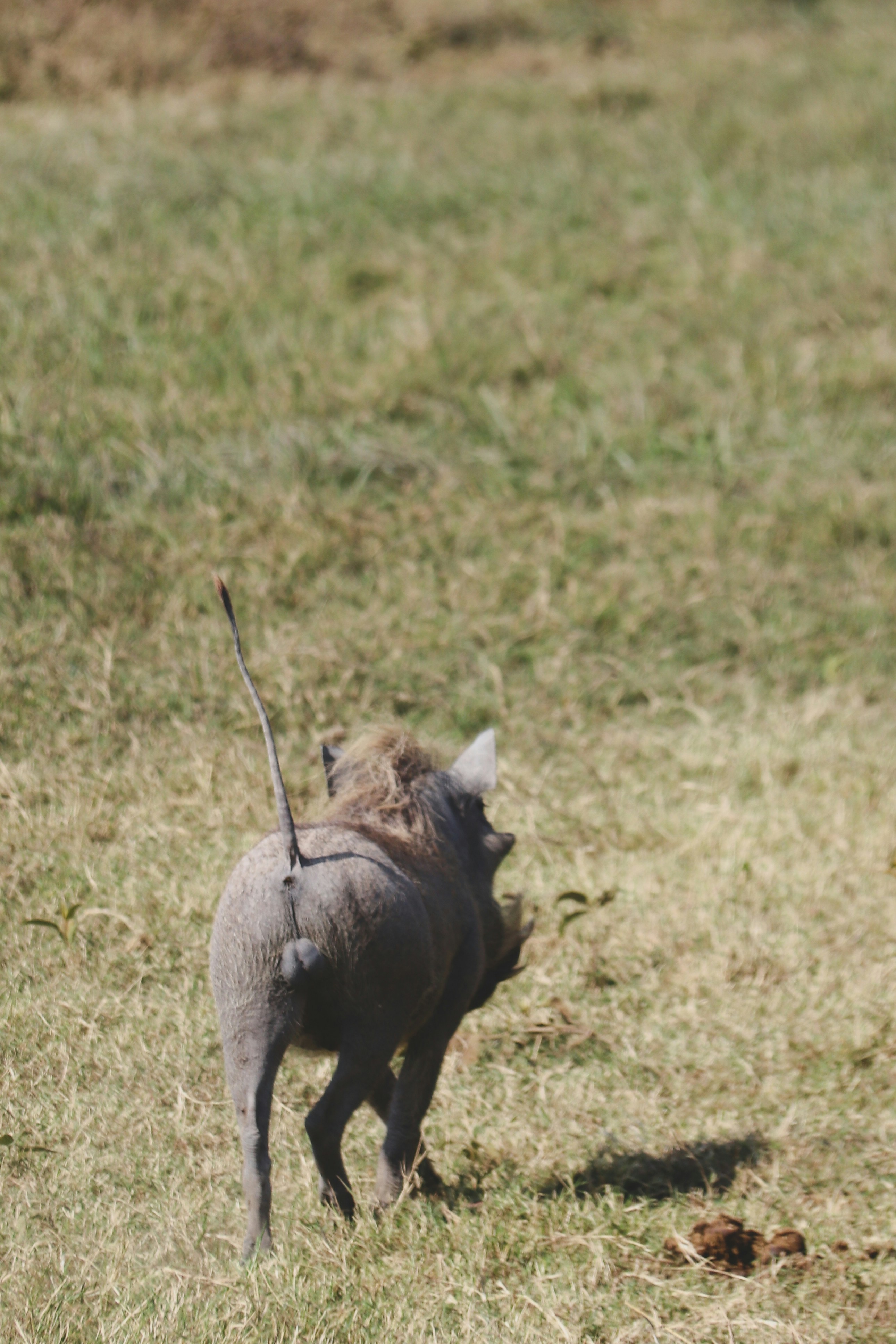 Warthog Sprint Across Sunlit Grassland