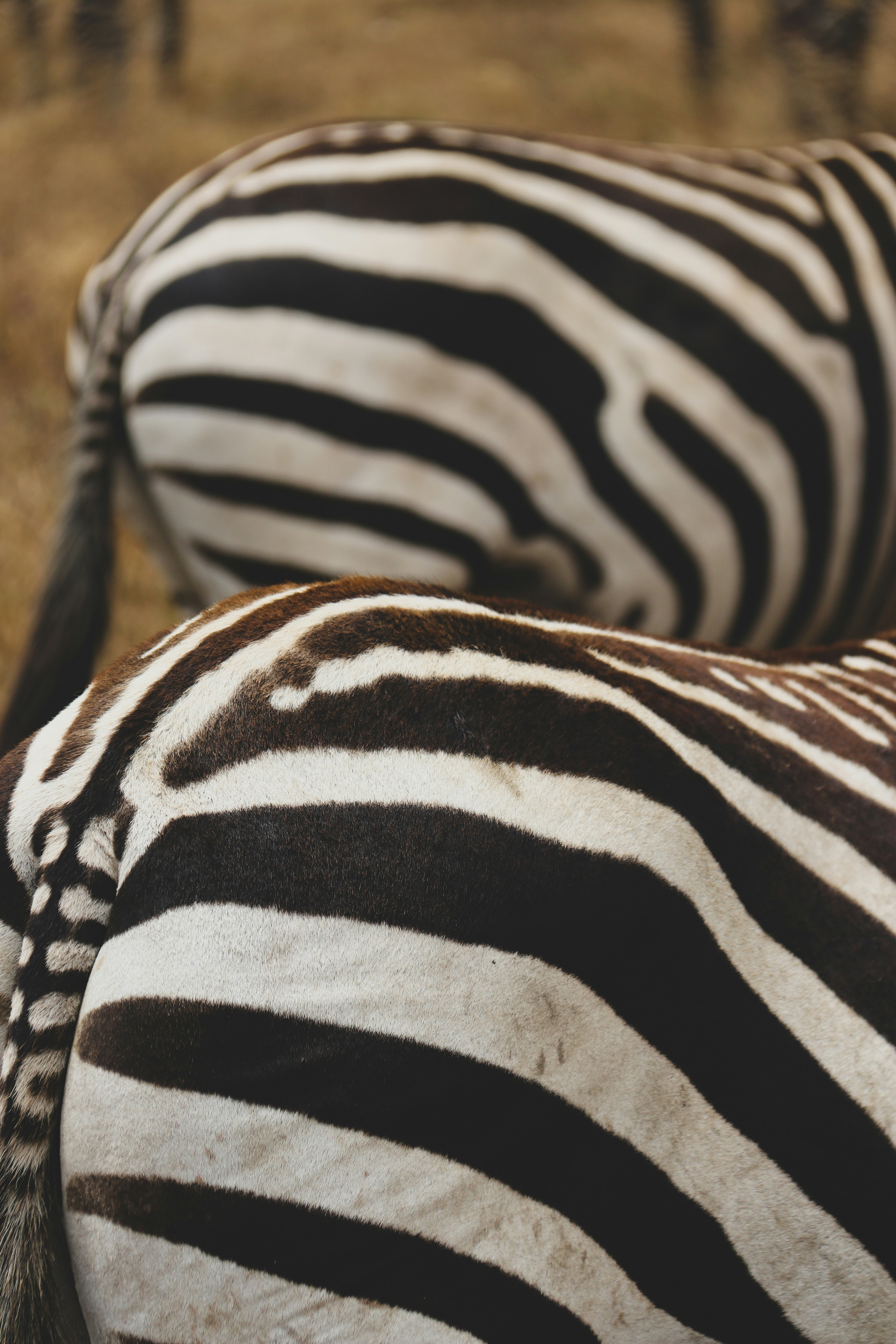 Rhythms in the Grass: Close-Up of Zebra Stripes in Soft Focus