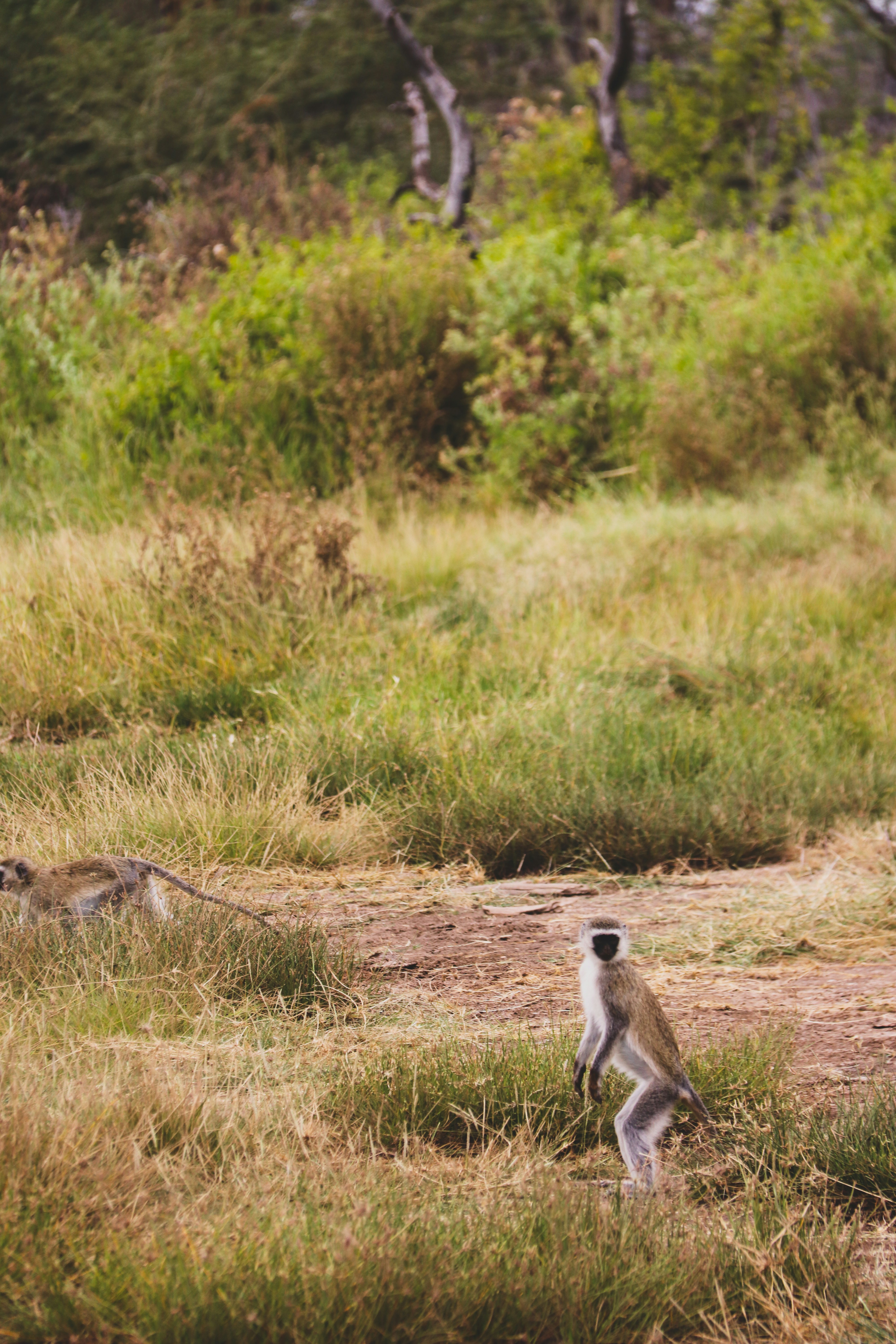 A small monkey standing in the middle of a field photo – Free Animal ...