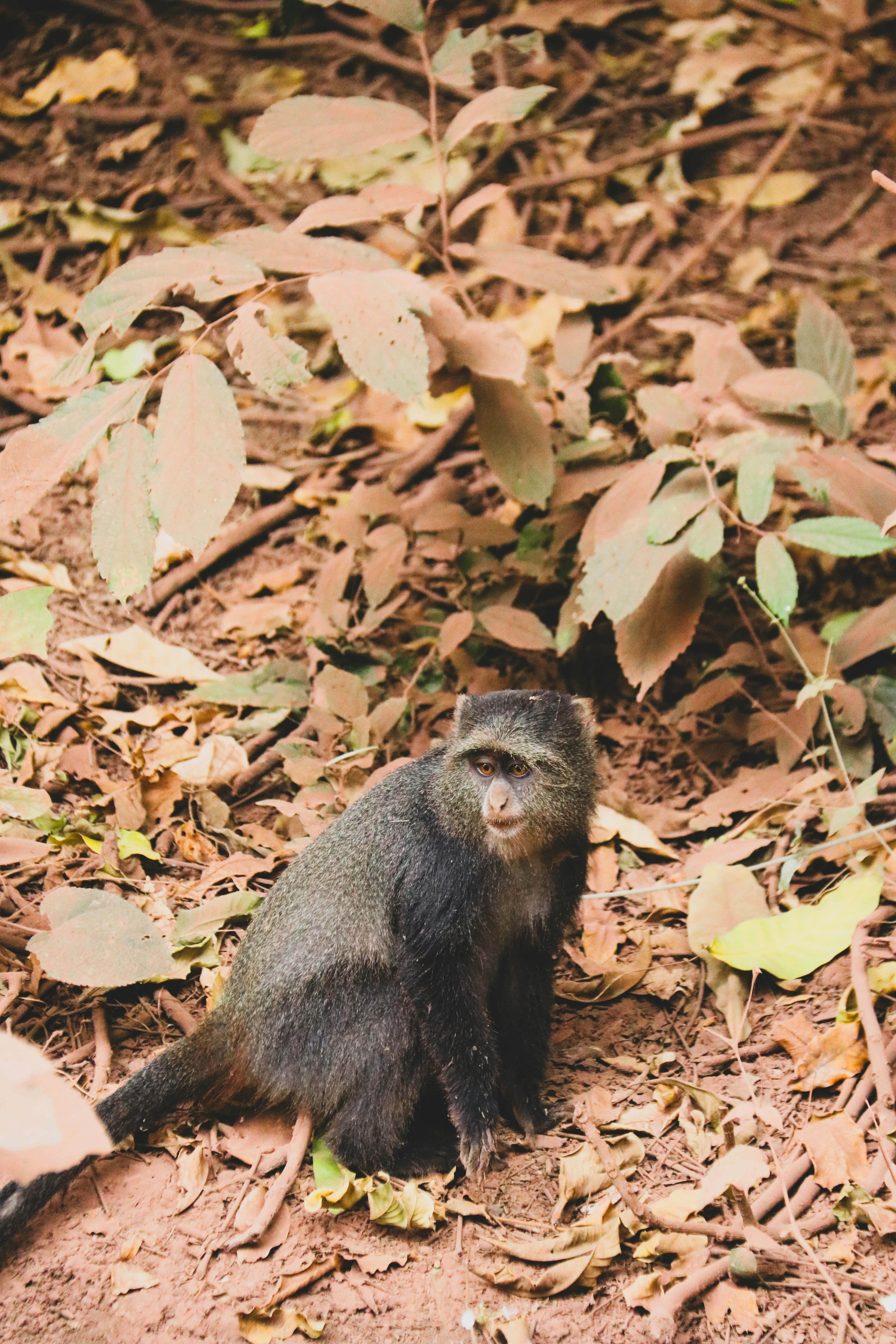A small animal sitting on the ground surrounded by leaves photo – Free ...
