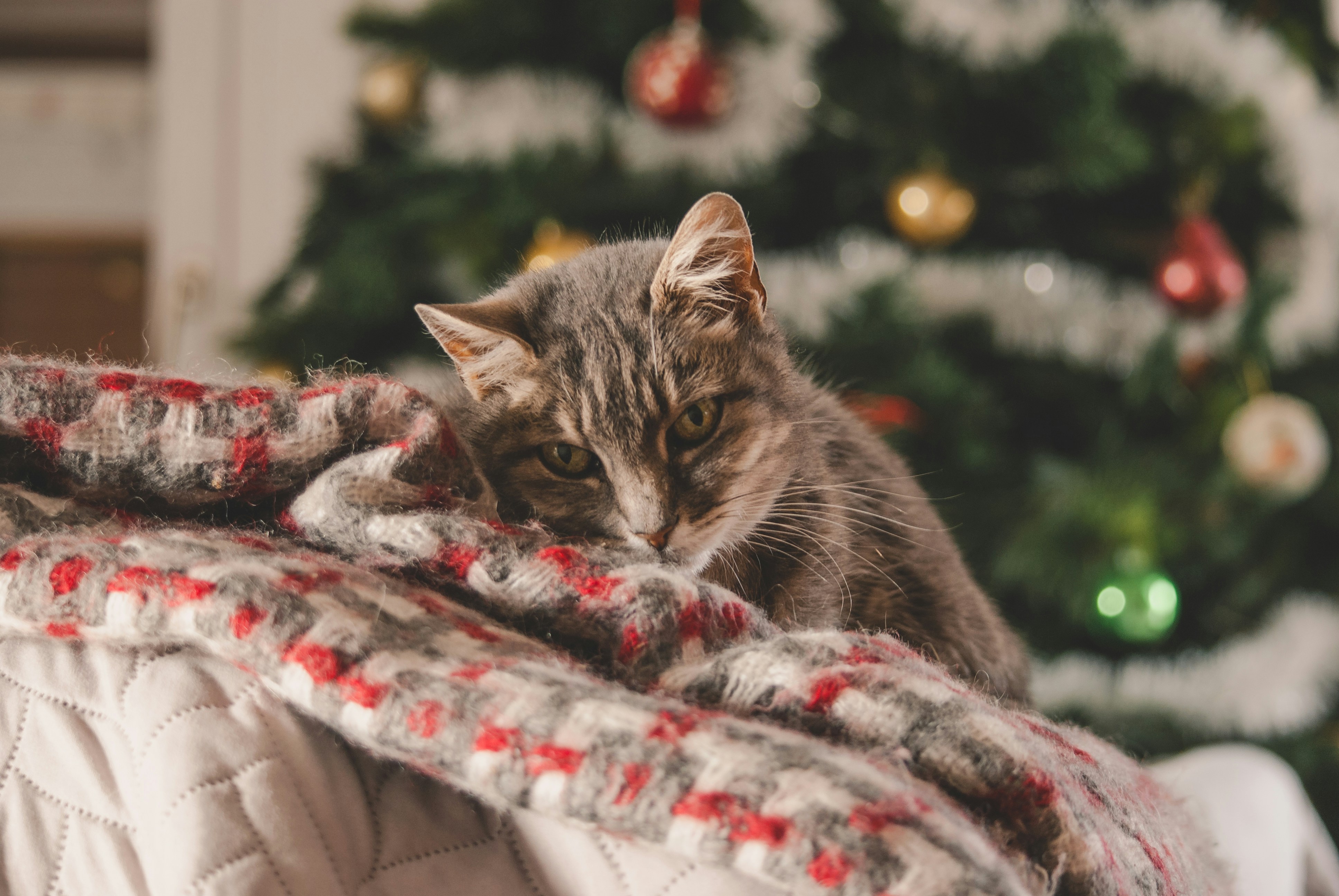 Whiskers in Quiet Glow: A Christmas Cat on a Plaid Blanket
