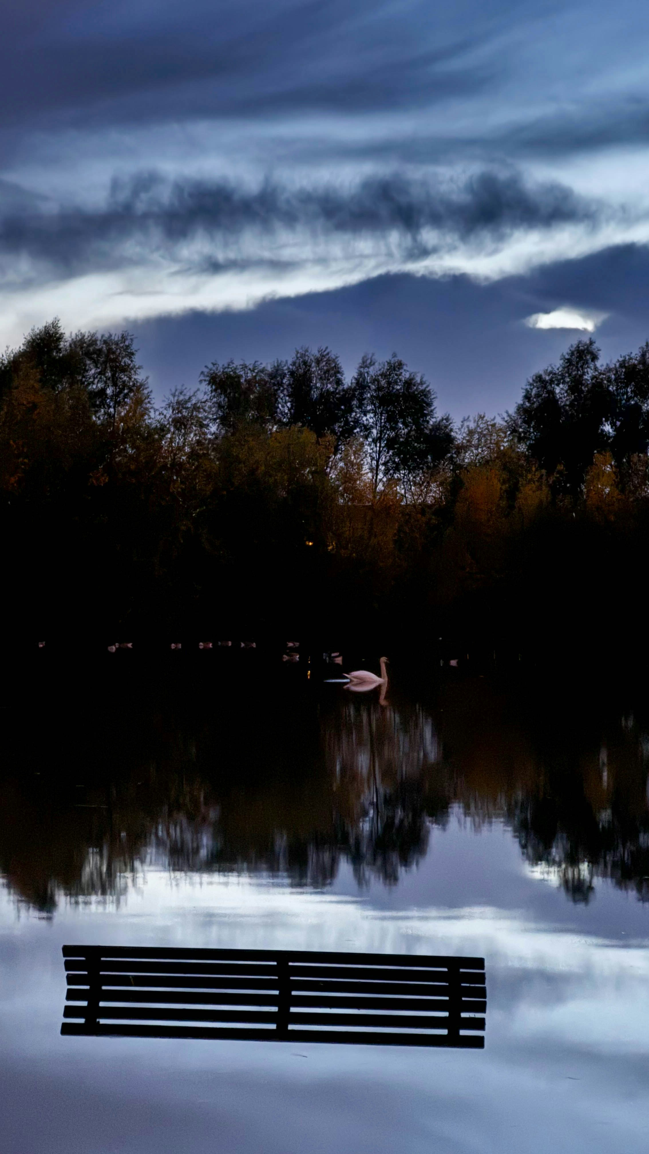 Swan at Dusk on a Mirror Lake Framed by Autumn Trees