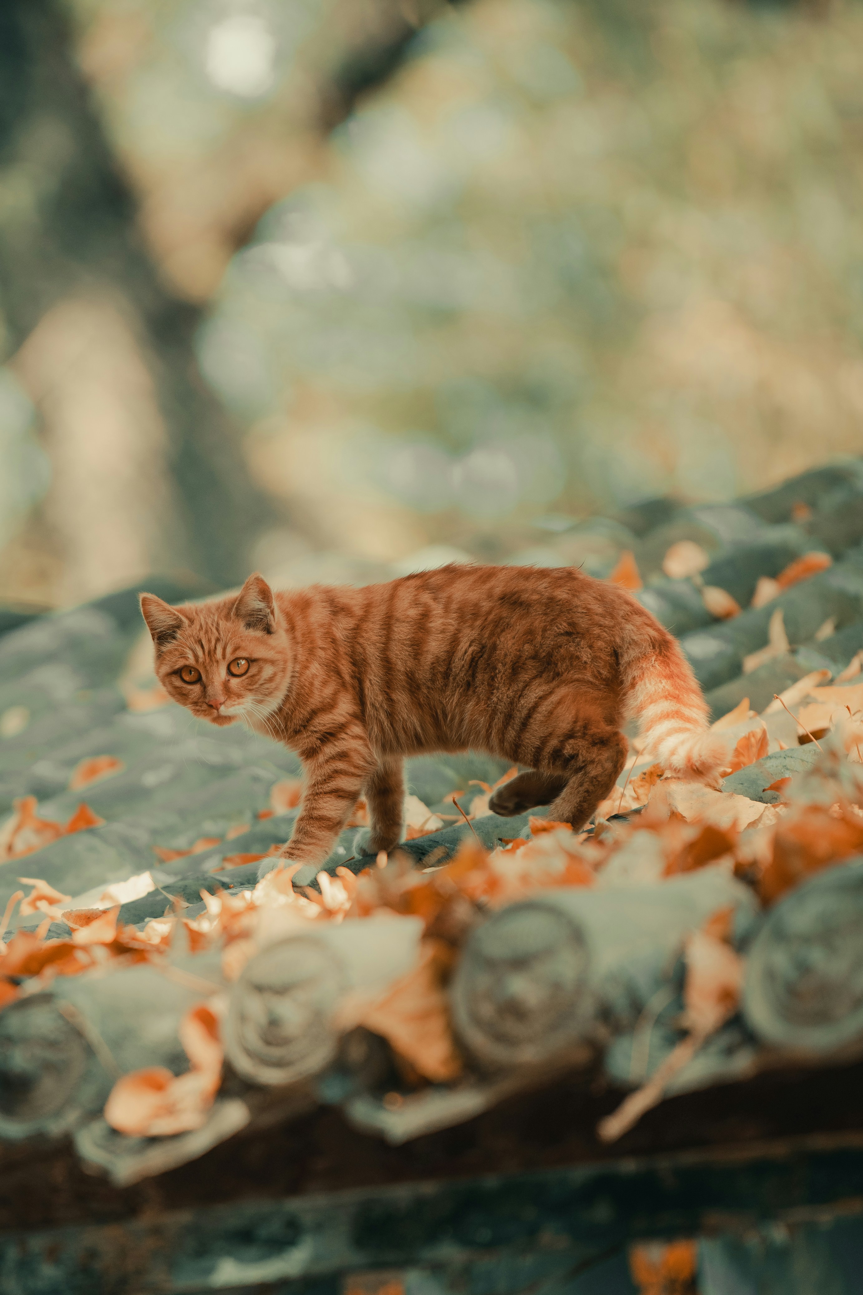 Amber Tabby Patrols a Weathered Roof Dusted with Fall Leaves