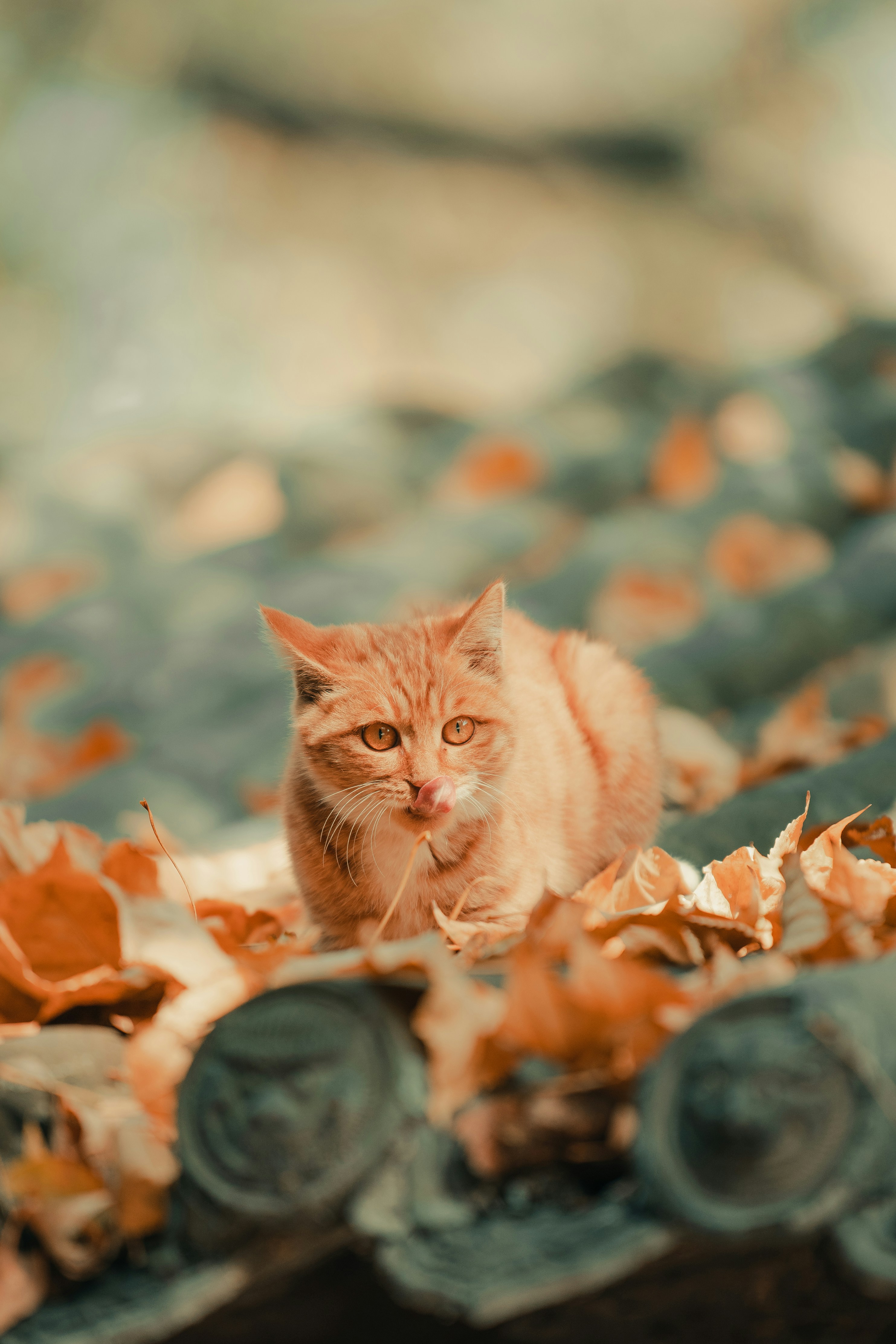 Ginger Cat in an Autumn Mosaic