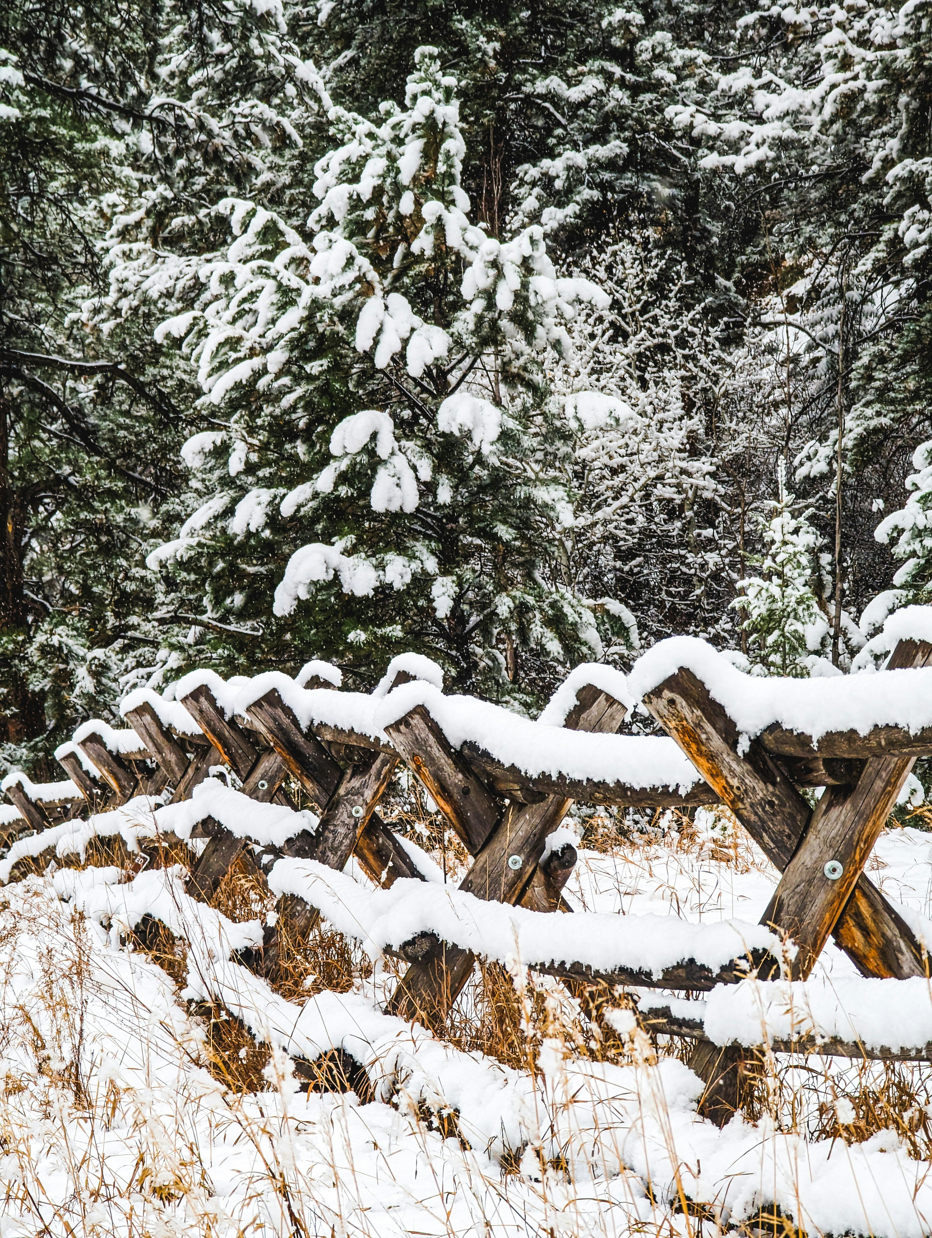 Snow-Laced Fence Framing a Silent Pine Winter Corridor