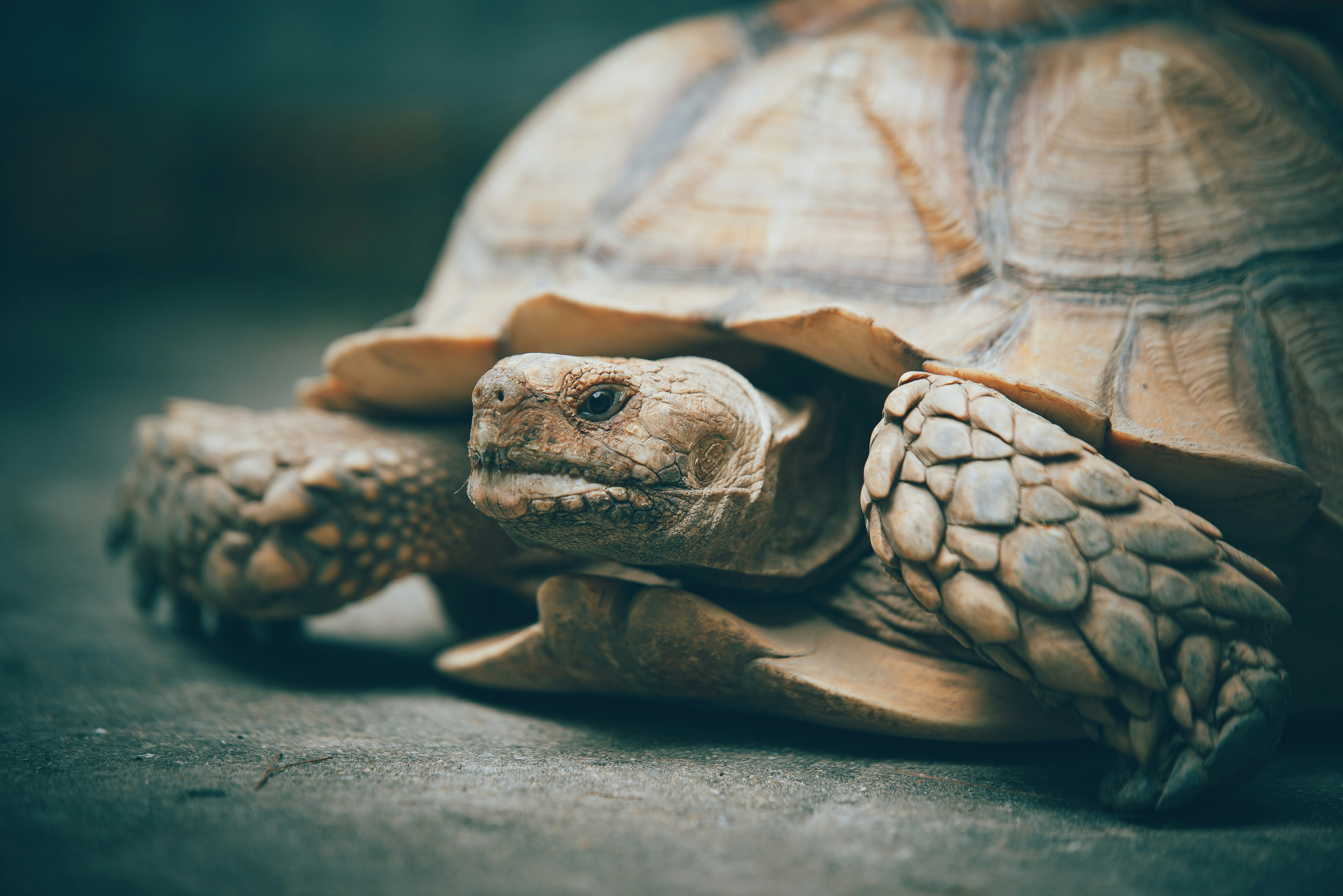 A close up of a turtle on the ground photo – Free Animal Image on Unsplash