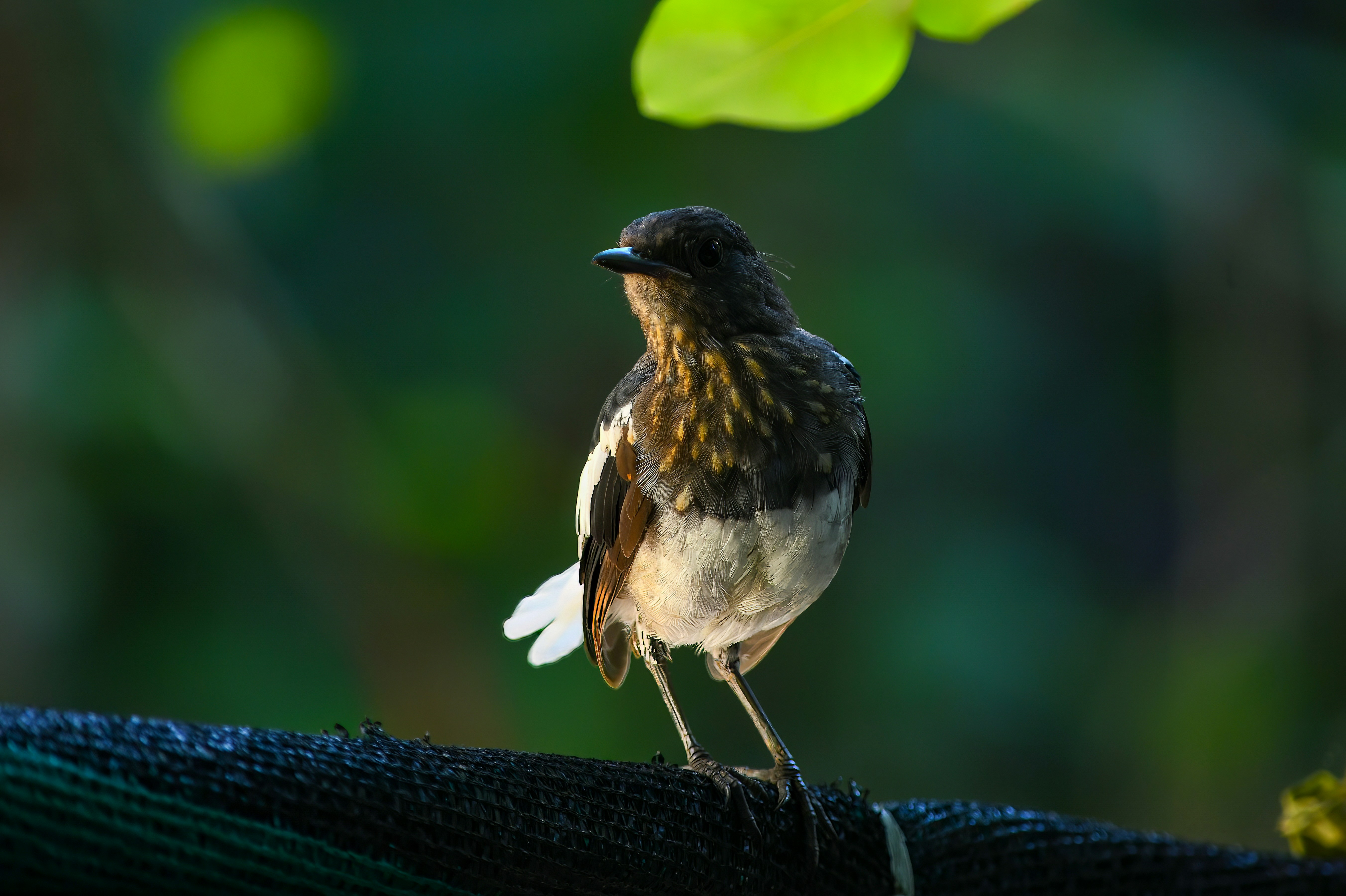Oriental magpie-robin perched on a branch with blurred green foliage in the background.