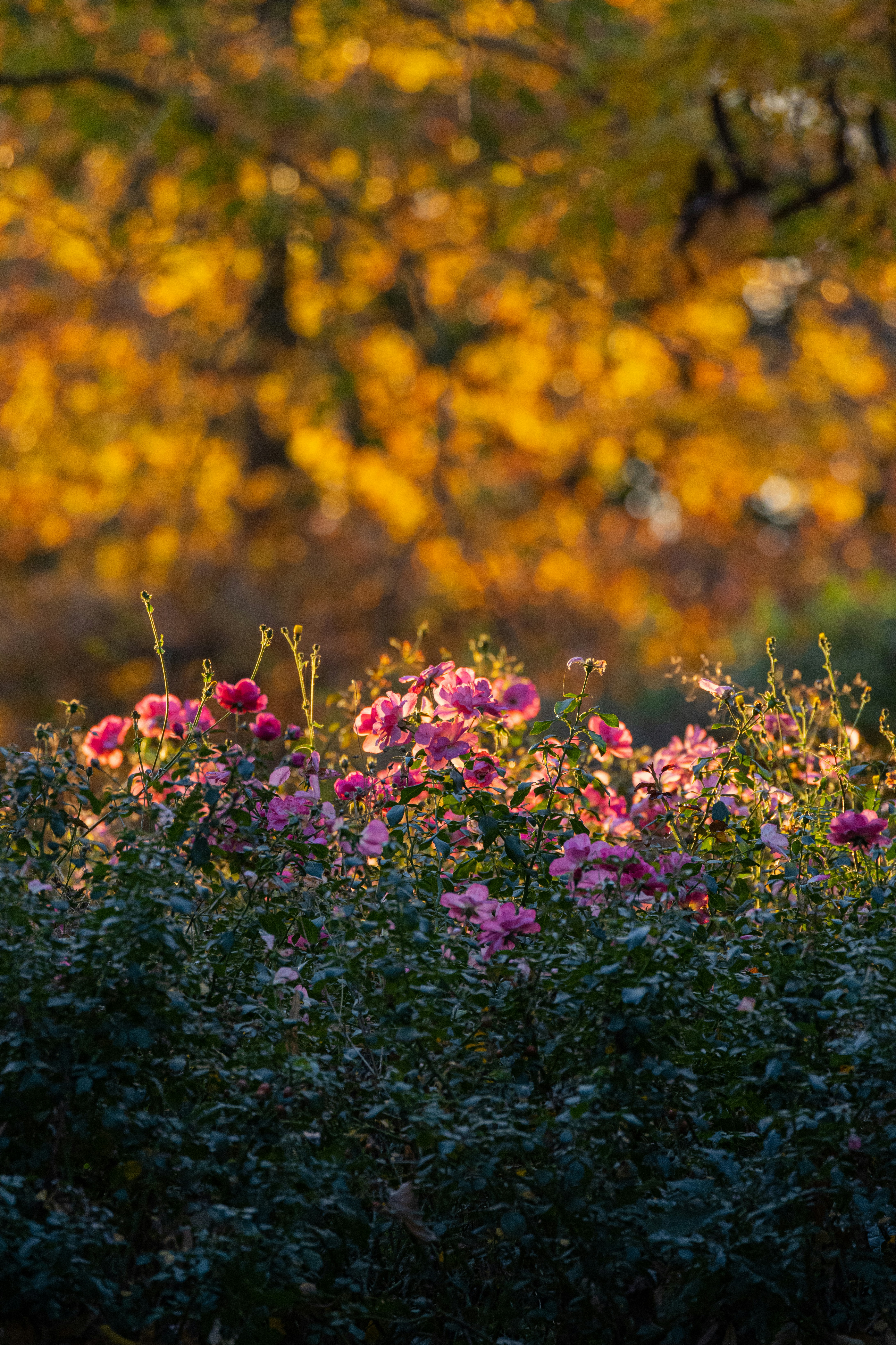Pink Roses in a Velvet Autumn Glow