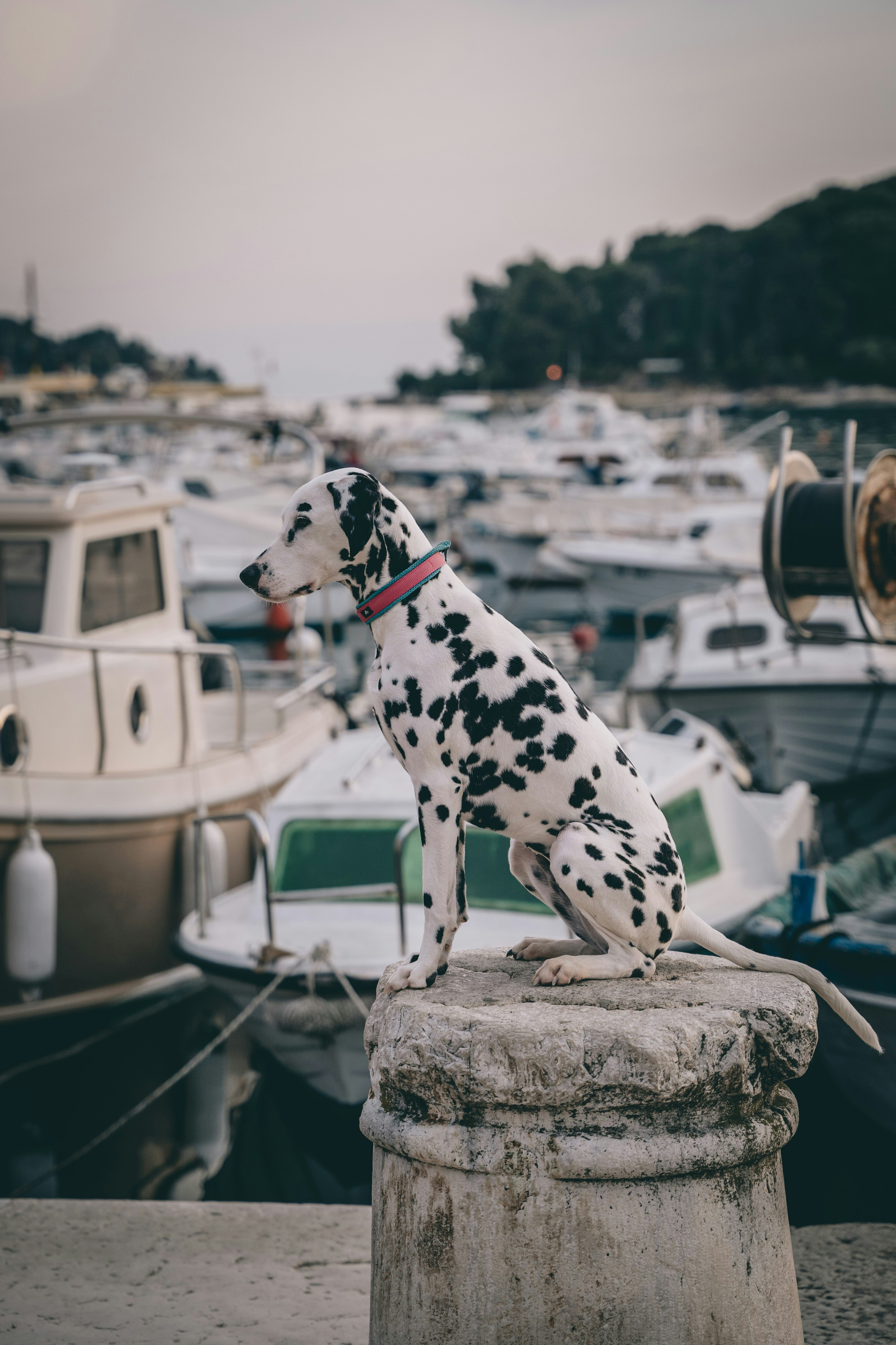Spotted Sentinel by the Harbor: Dalmatian on a Weathered Pedestal