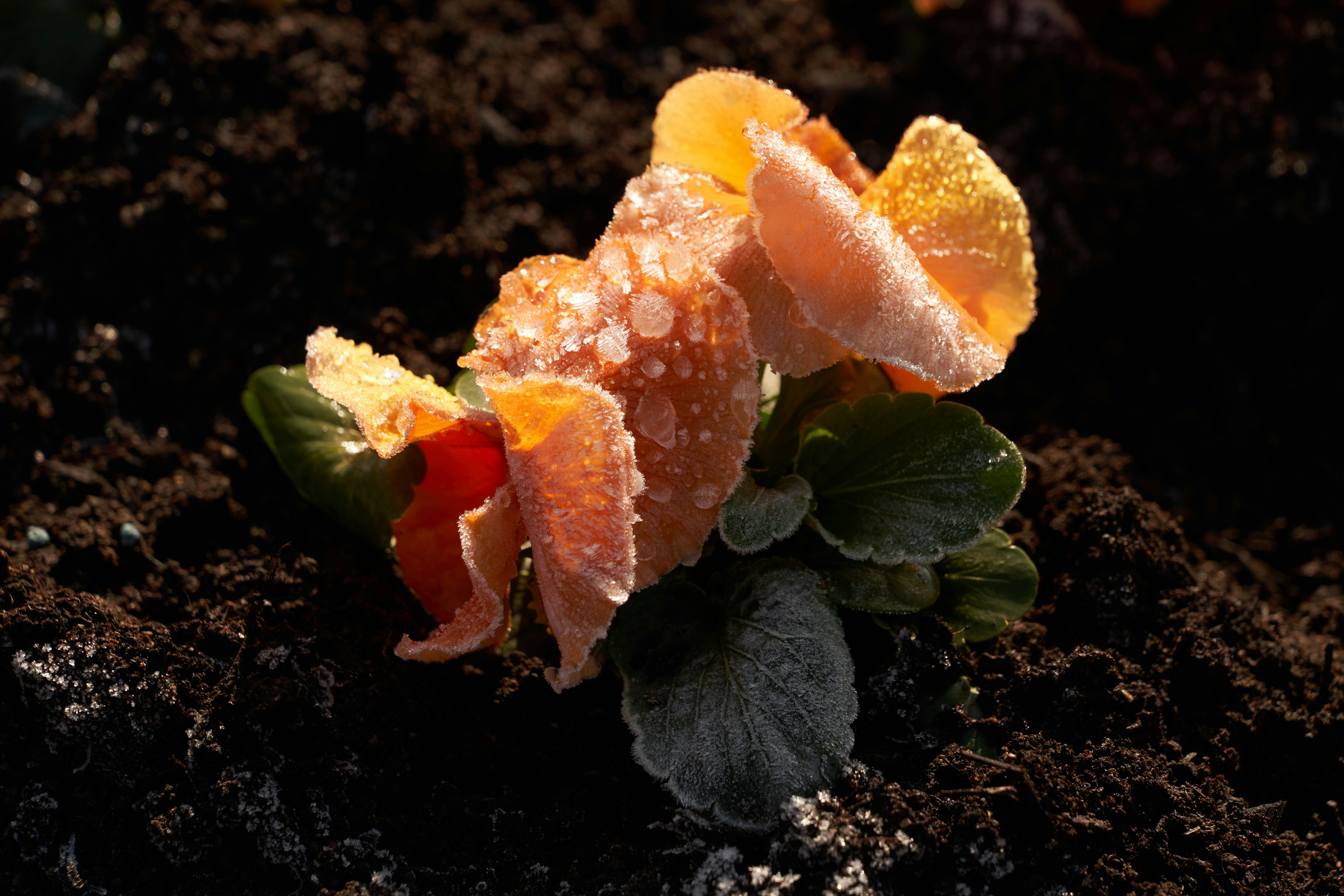 Frost-Kissed Citrus Leafling Emerging from Soil
