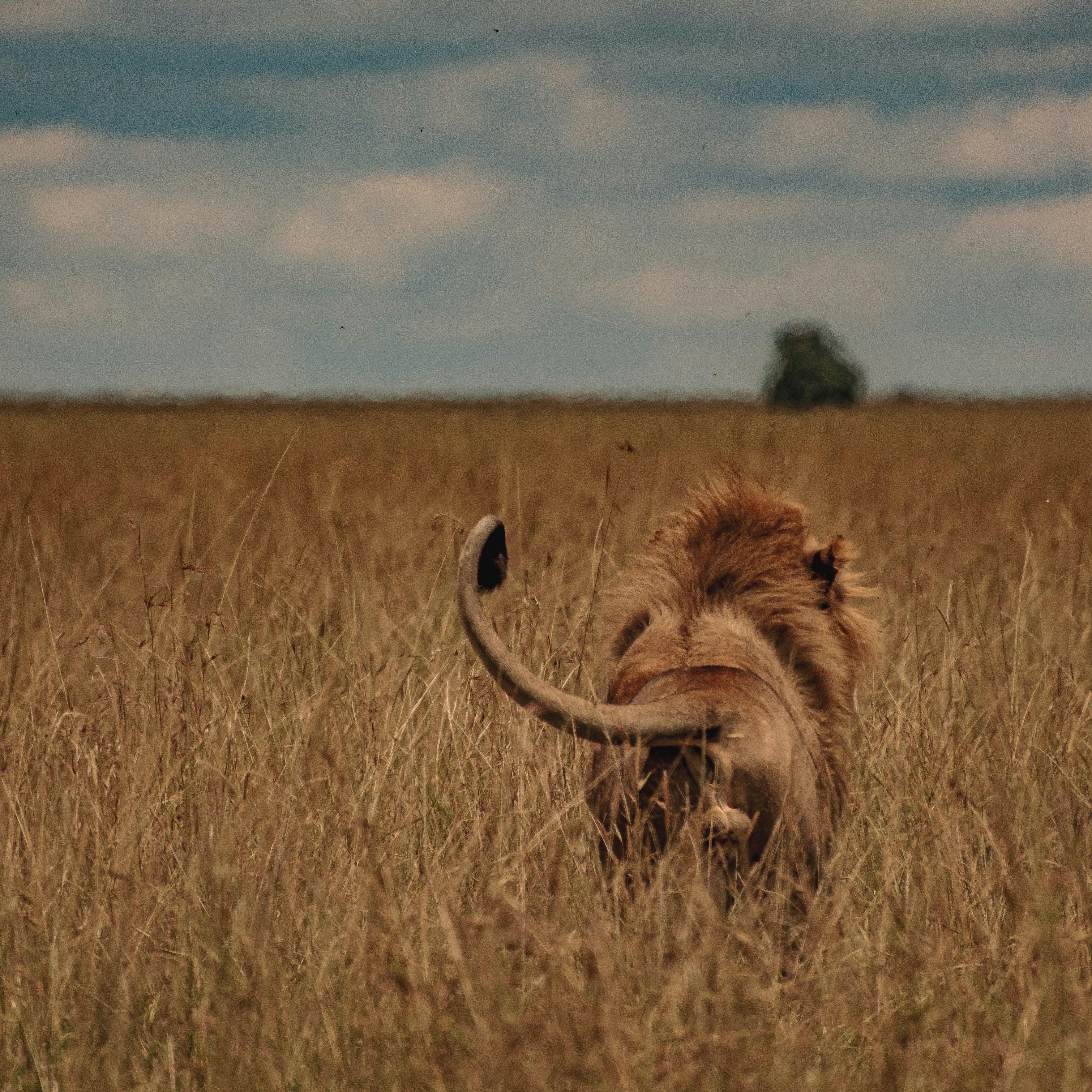 A lion walking through tall grass in a vast savannah landscape, showcasing its majestic presence against a backdrop of dramatic clouds.