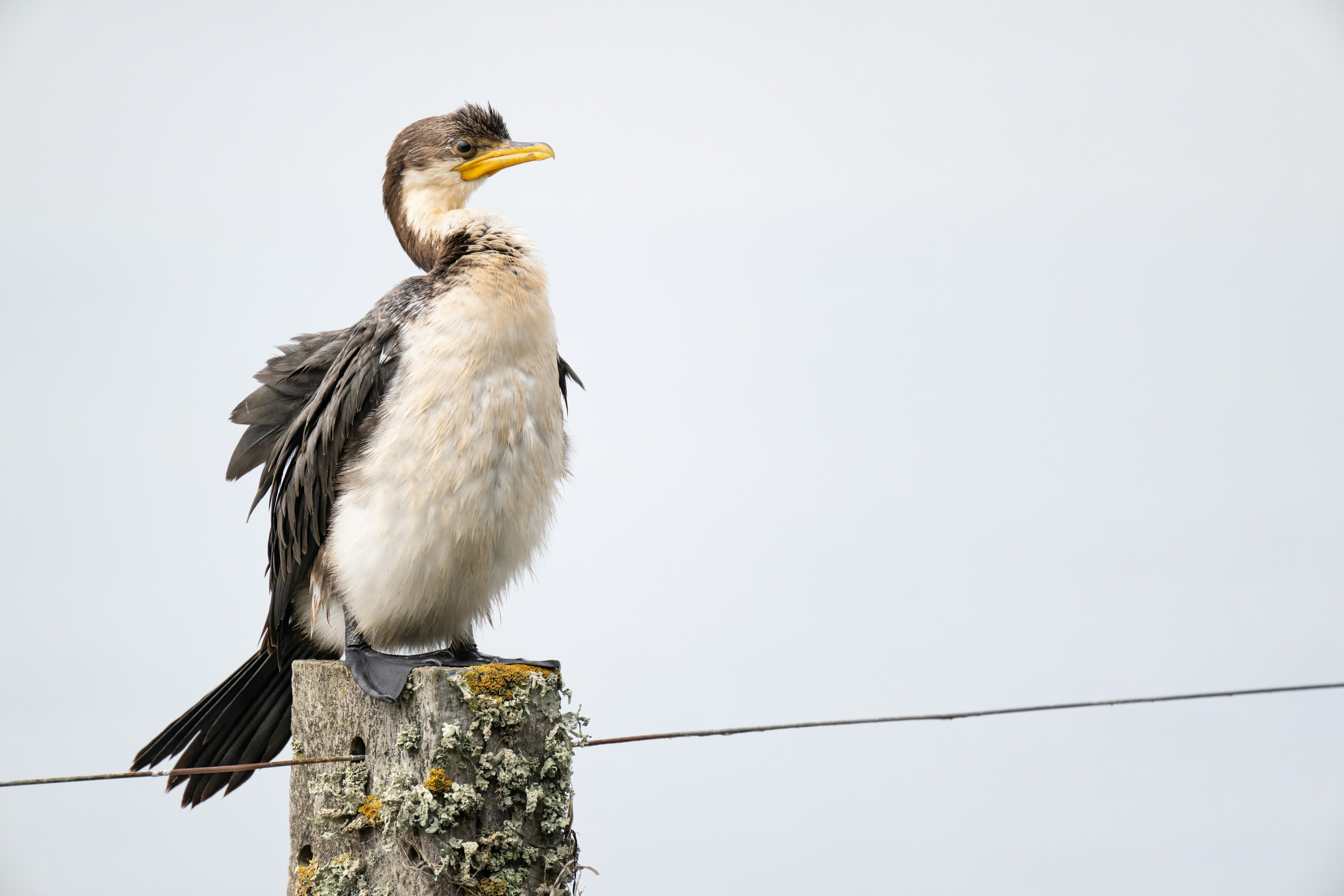 Cormorant Sentinel on a Mossy Post Under a Pale Sky