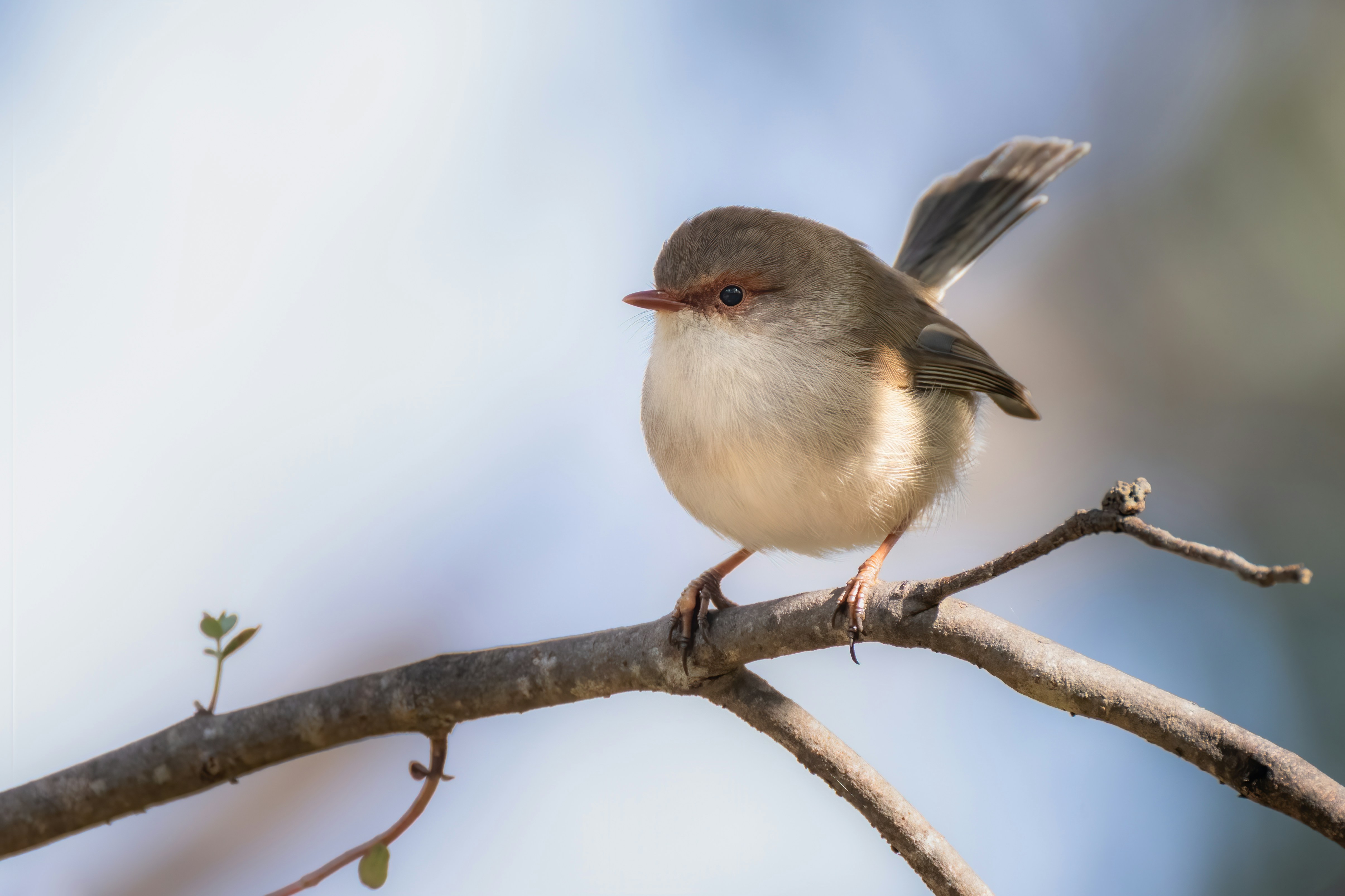 A female superb fairywren! 🌿 | a small bird perched on a branch of a tree