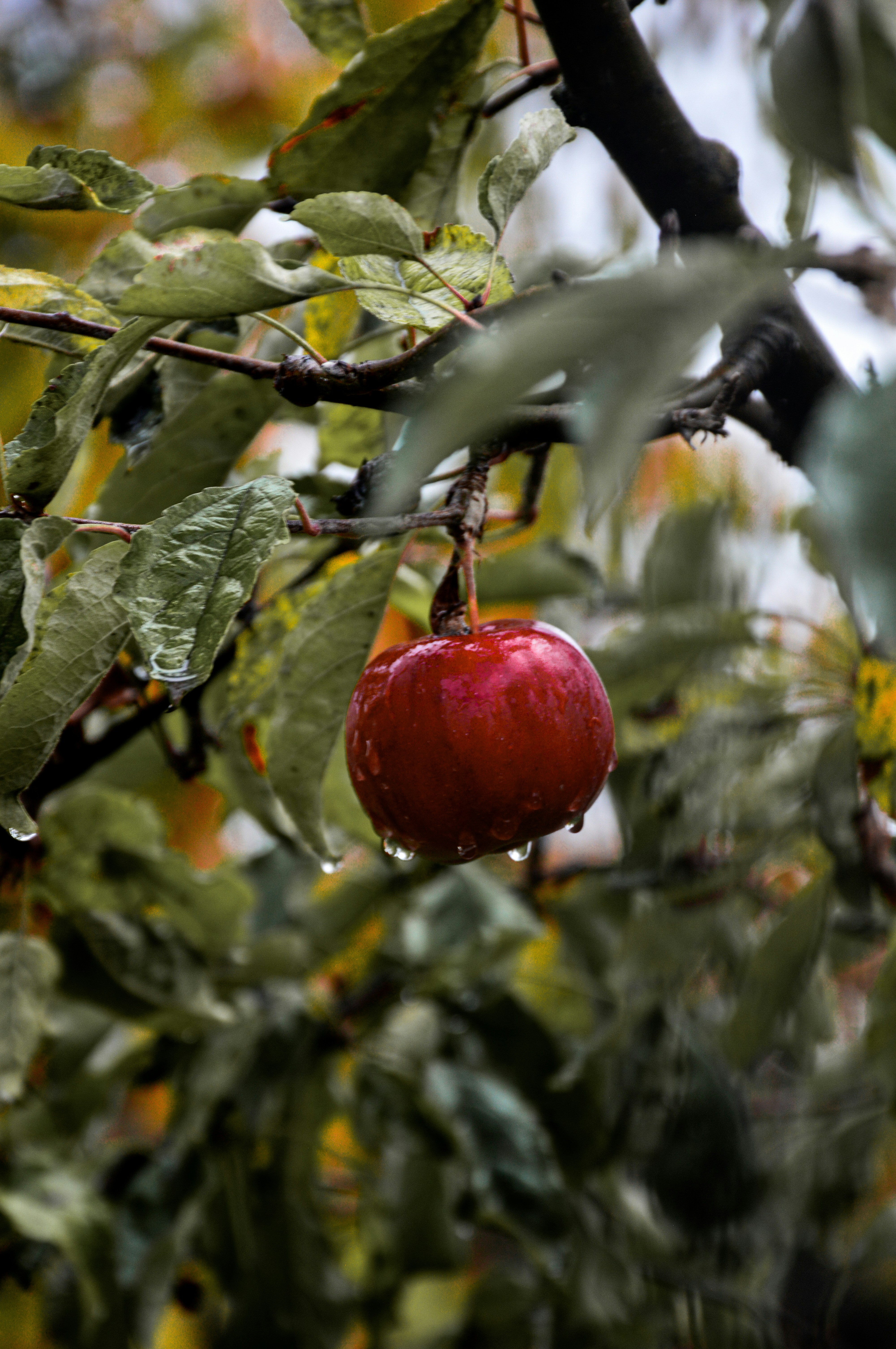 A red apple hanging from a tree branch photo – Free Food Image on Unsplash