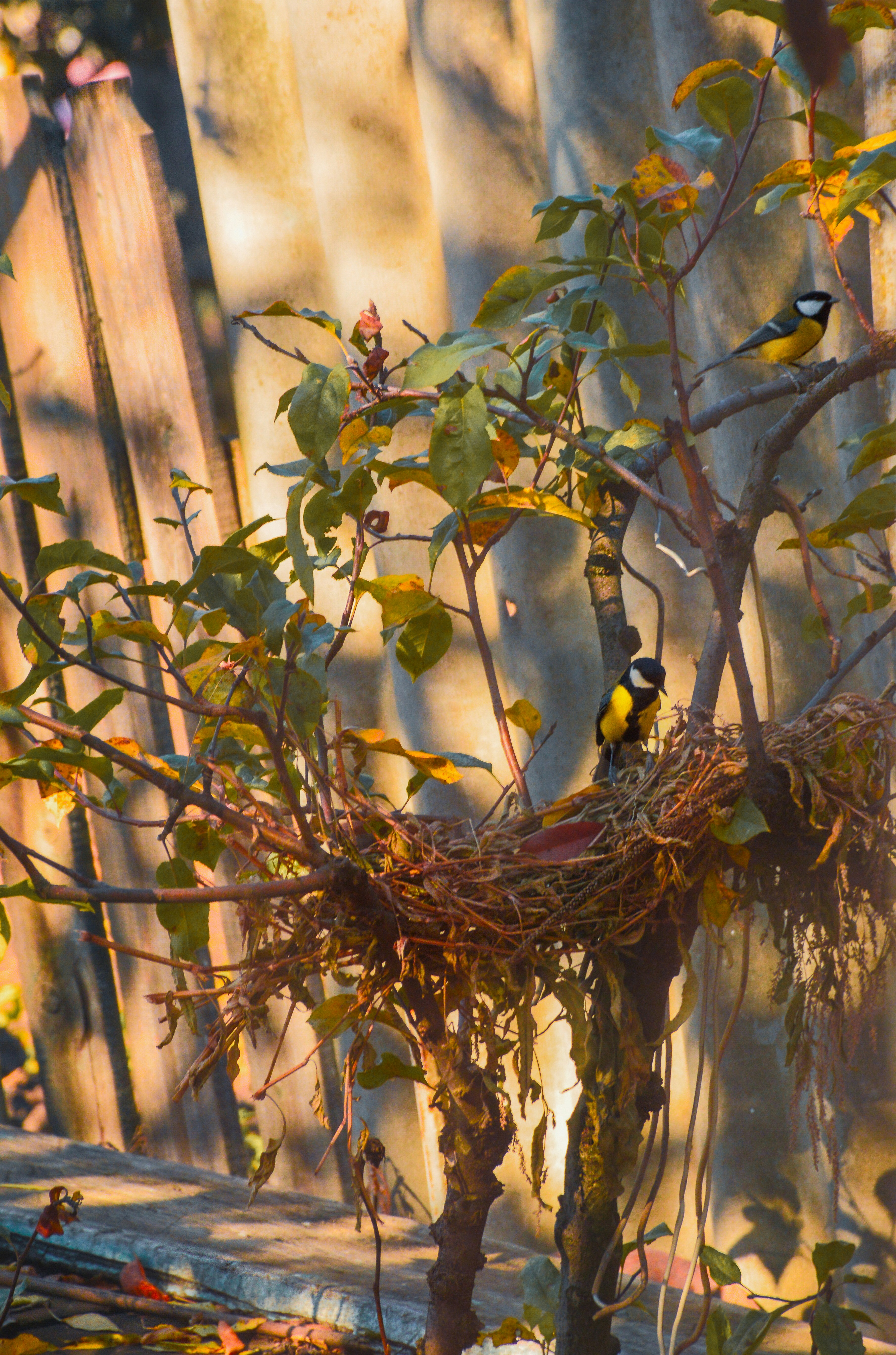 Sunlit Nook: Great Tits Guarding a Spring Nest Among Brambled Branches