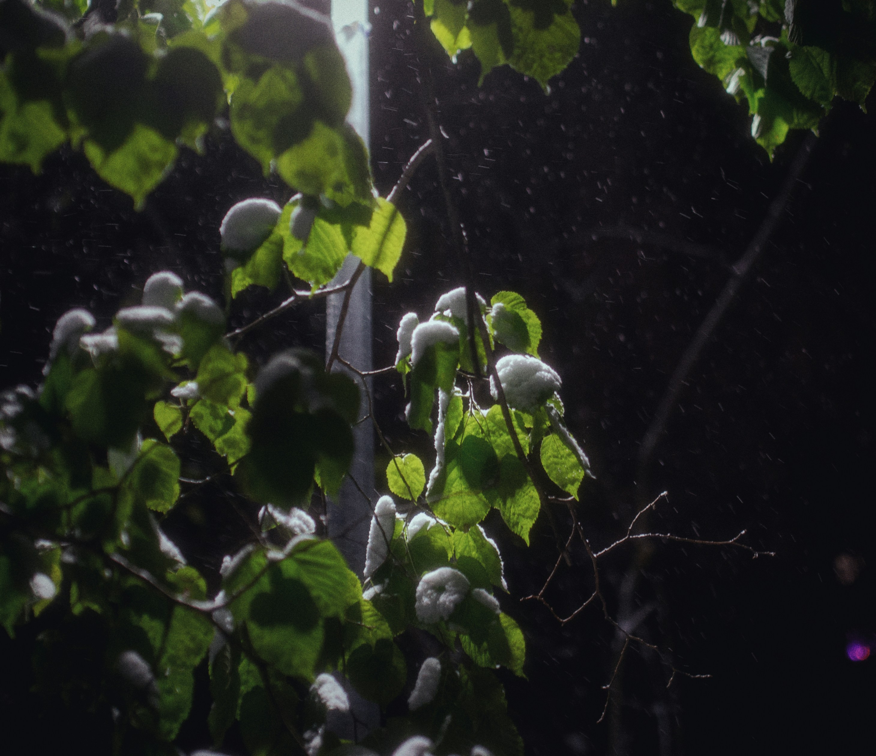 Moonlit Frost on Green Veins: A Close-Up of Snow-Dusted Leaves