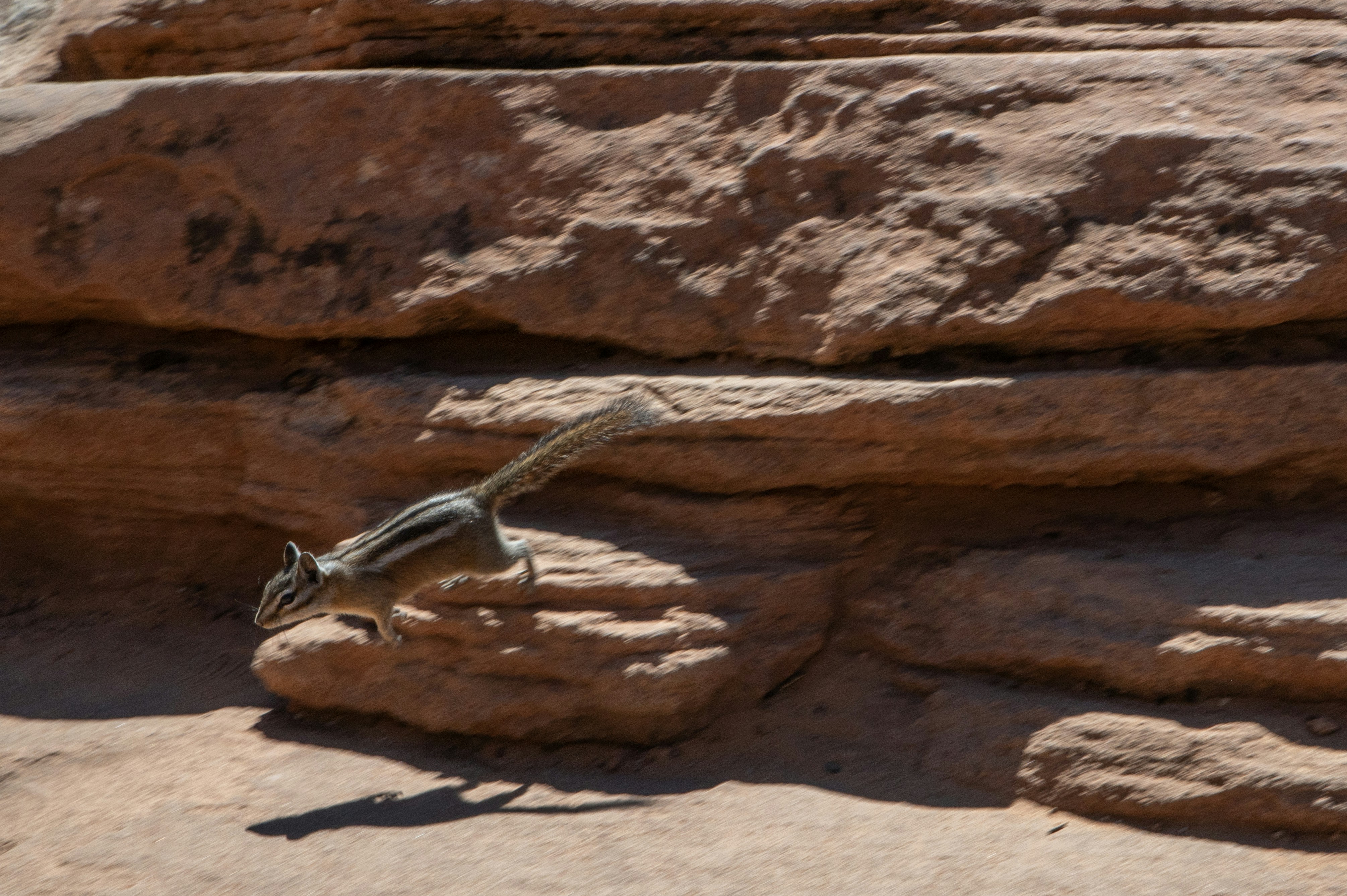 Lizard on a Layered Desert Ledge
