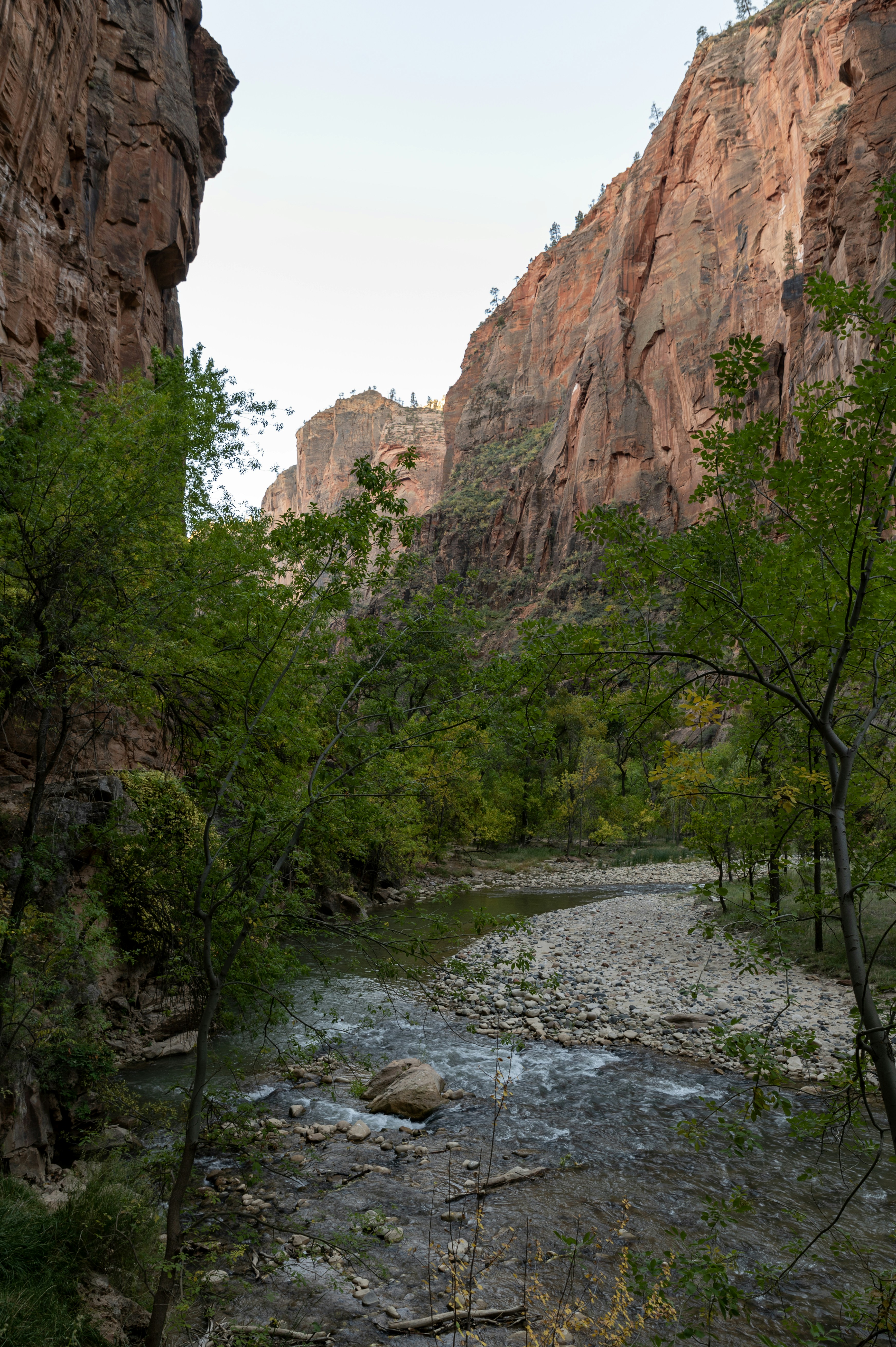 A river running through a lush green forest photo – Free Zion national ...