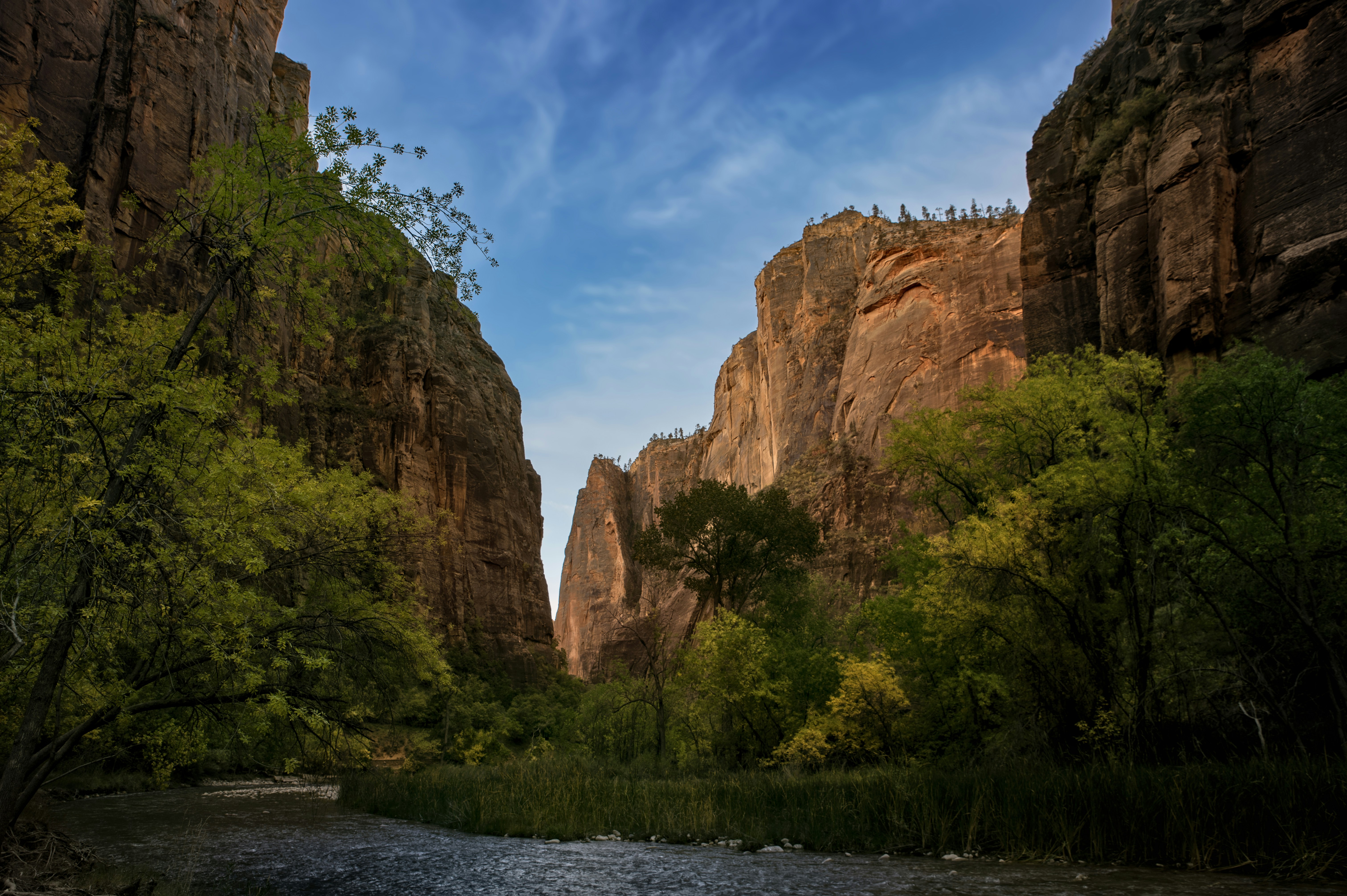 A river running through a lush green forest photo – Free Zion national ...