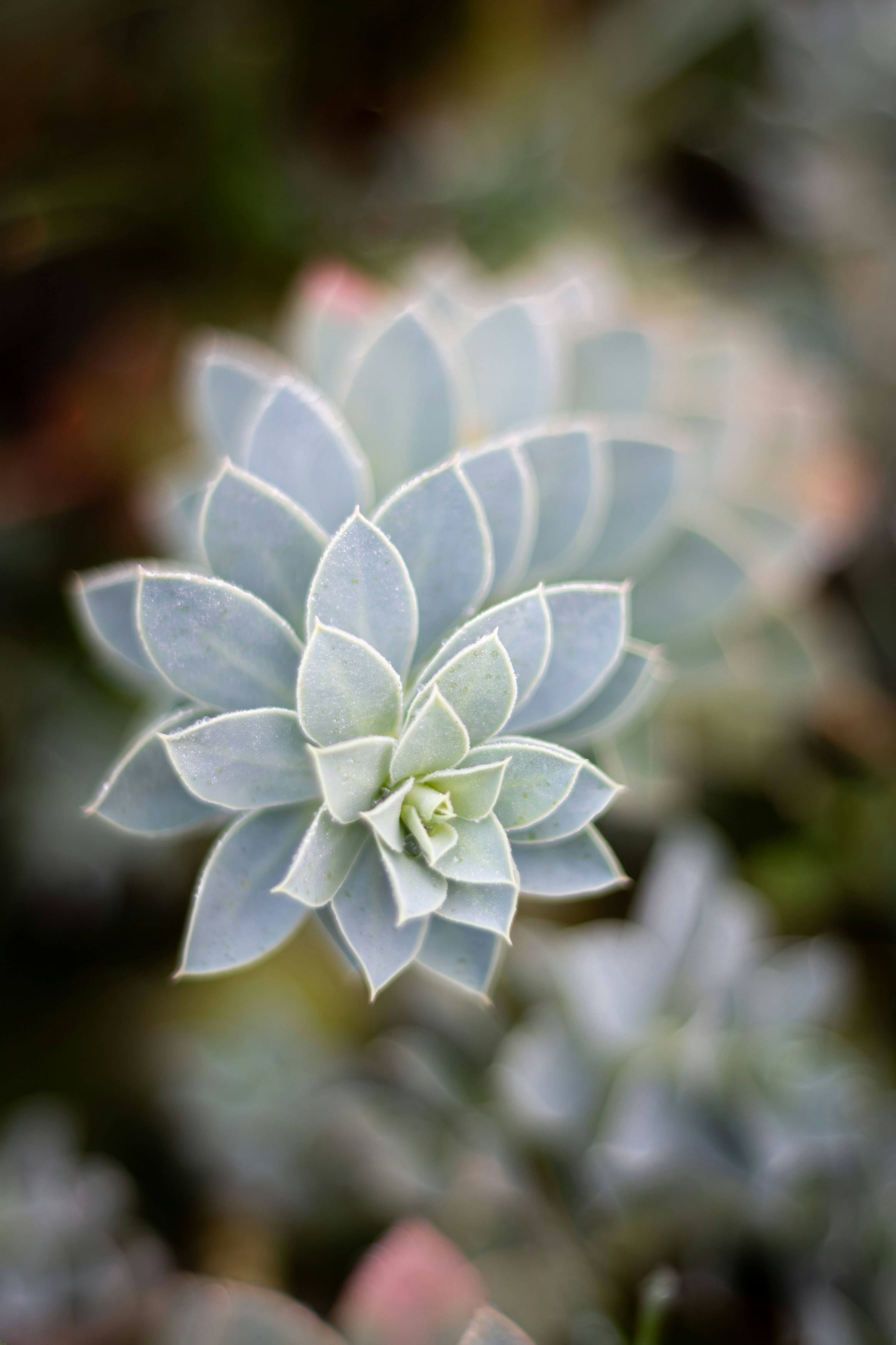 Photo by Boglárka Salamon with Canon EOS 1100D