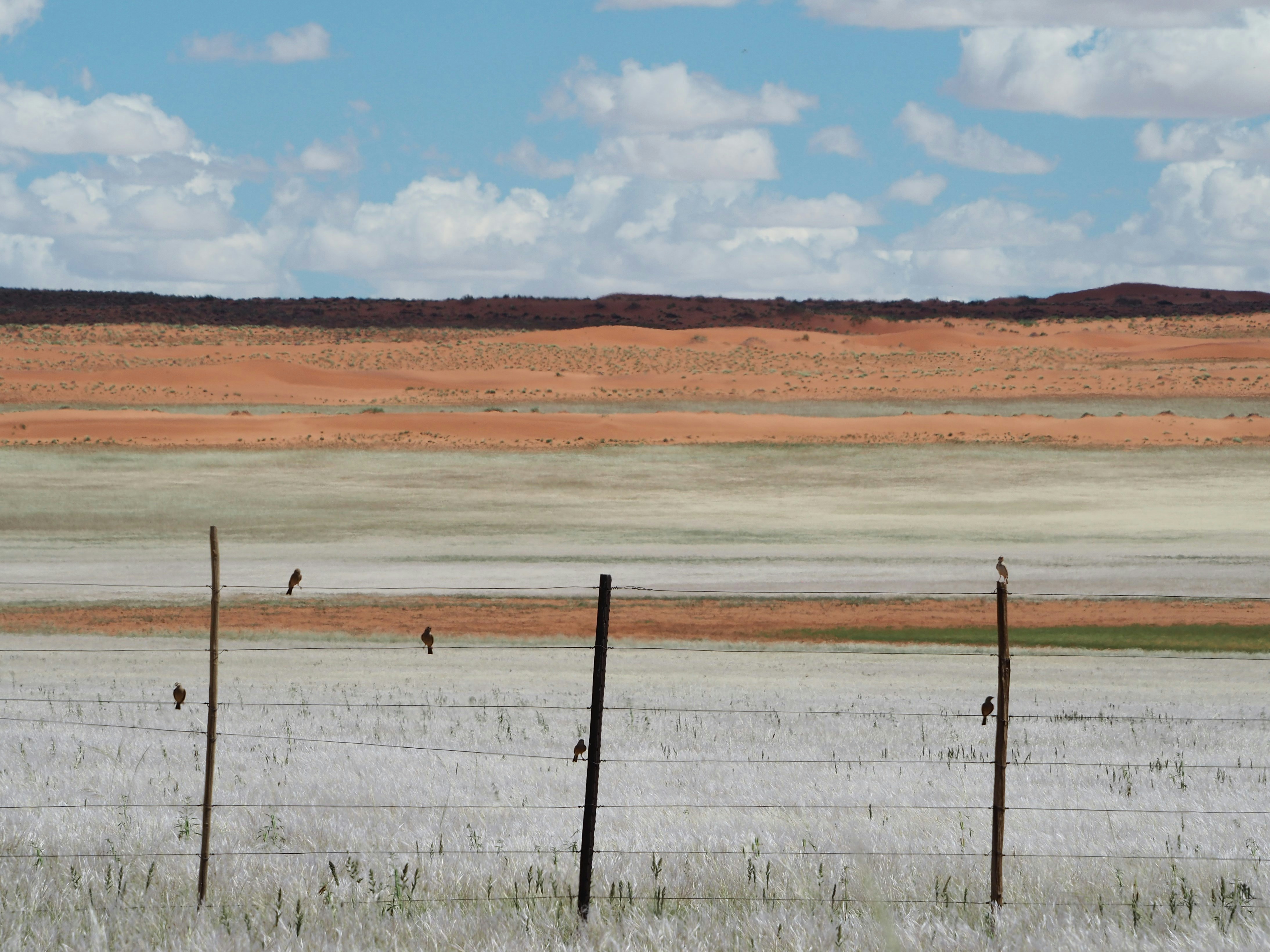 Three Fence Sentinels Over a Salt-Flat Horizon