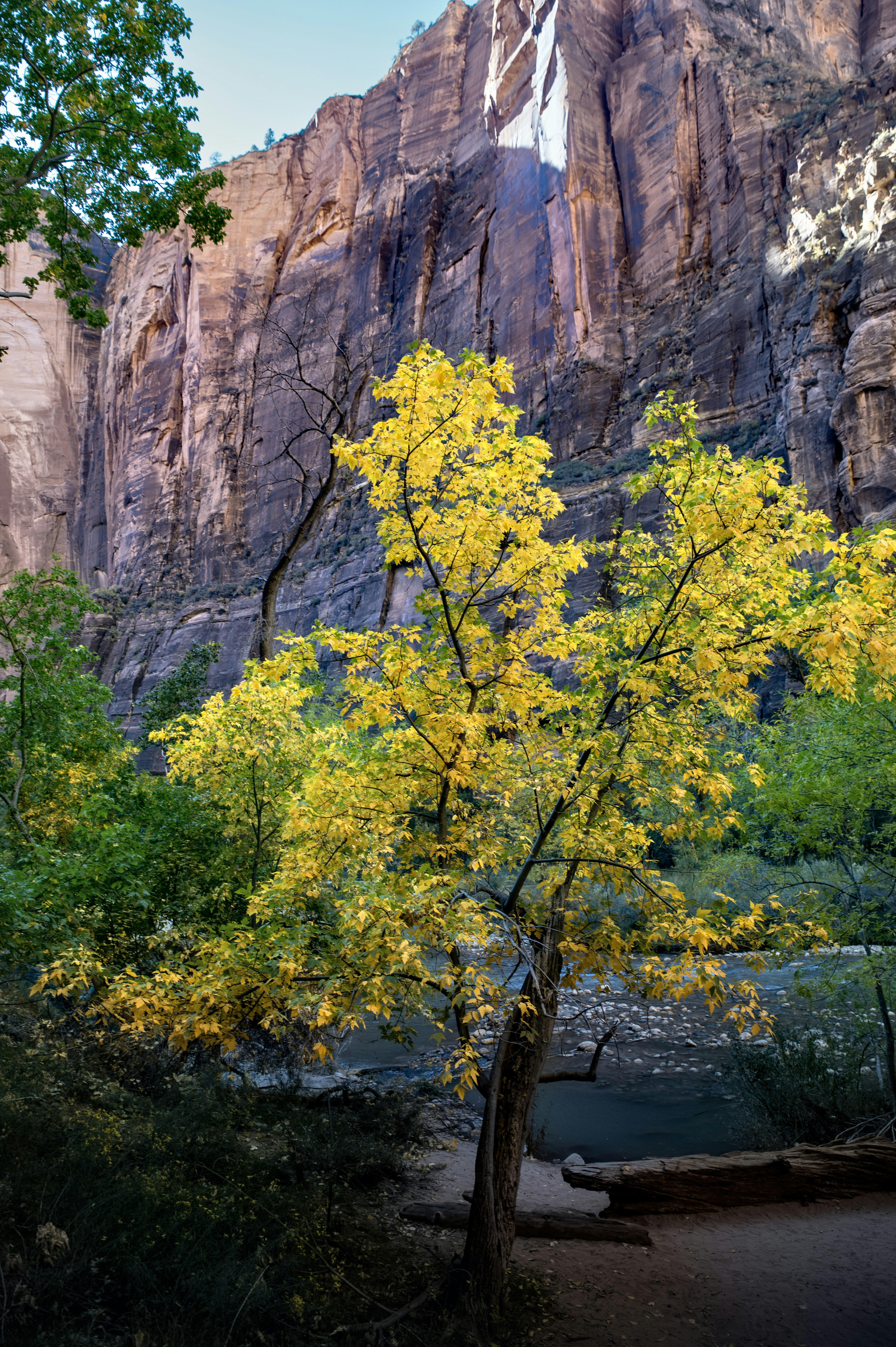 The Gold-Leaf Sentinel at the Threshold of a Granite Gorge