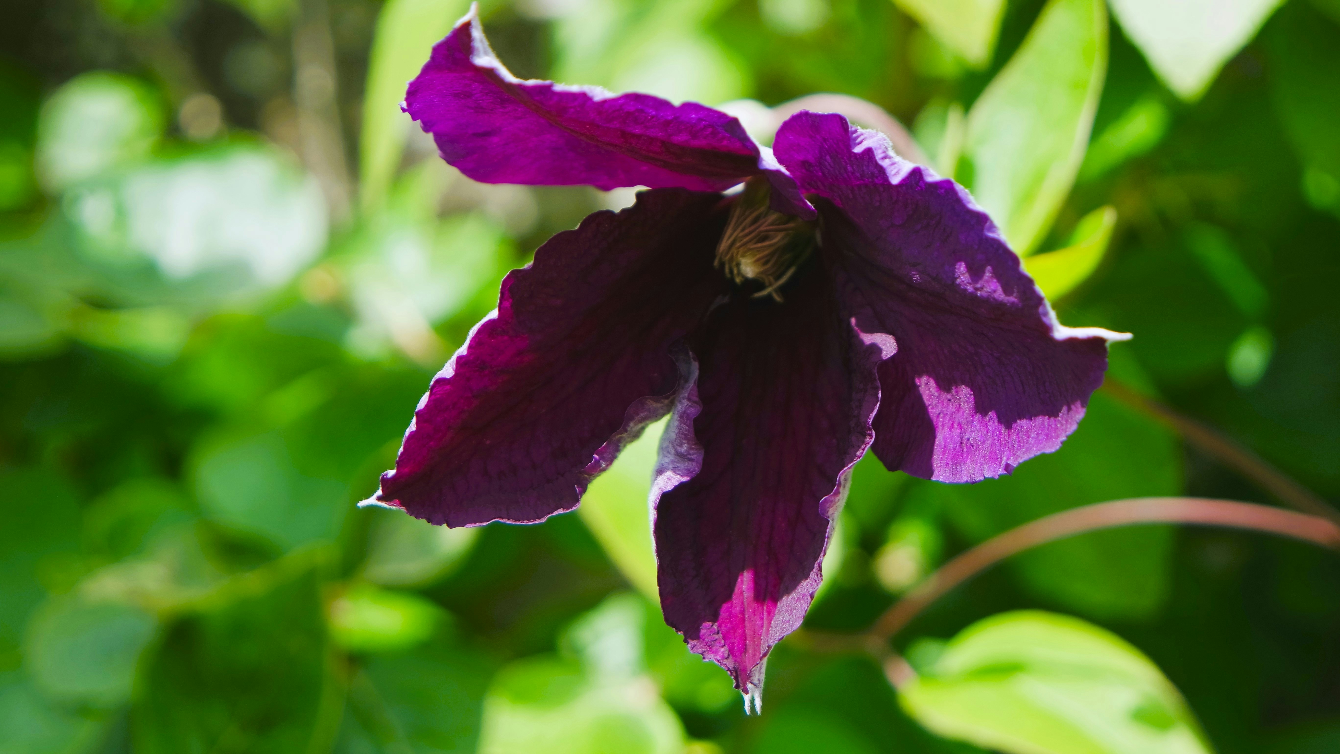 Violet Petal in a Sunlit Green Frame
