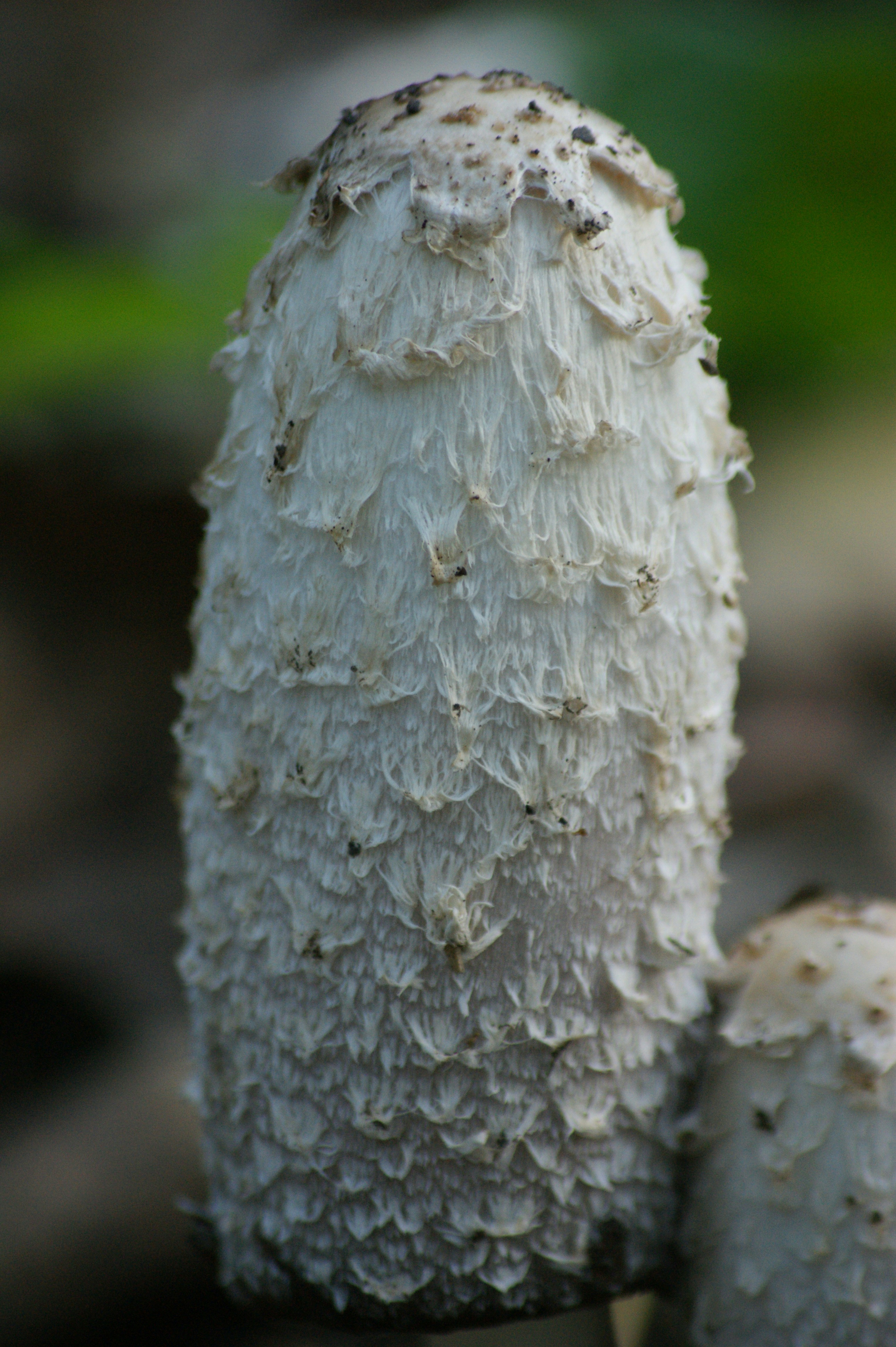 Close-up photograph of a shaggy inkcap mushroom with a fibrous, frayed surface set against a softly blurred forest background.