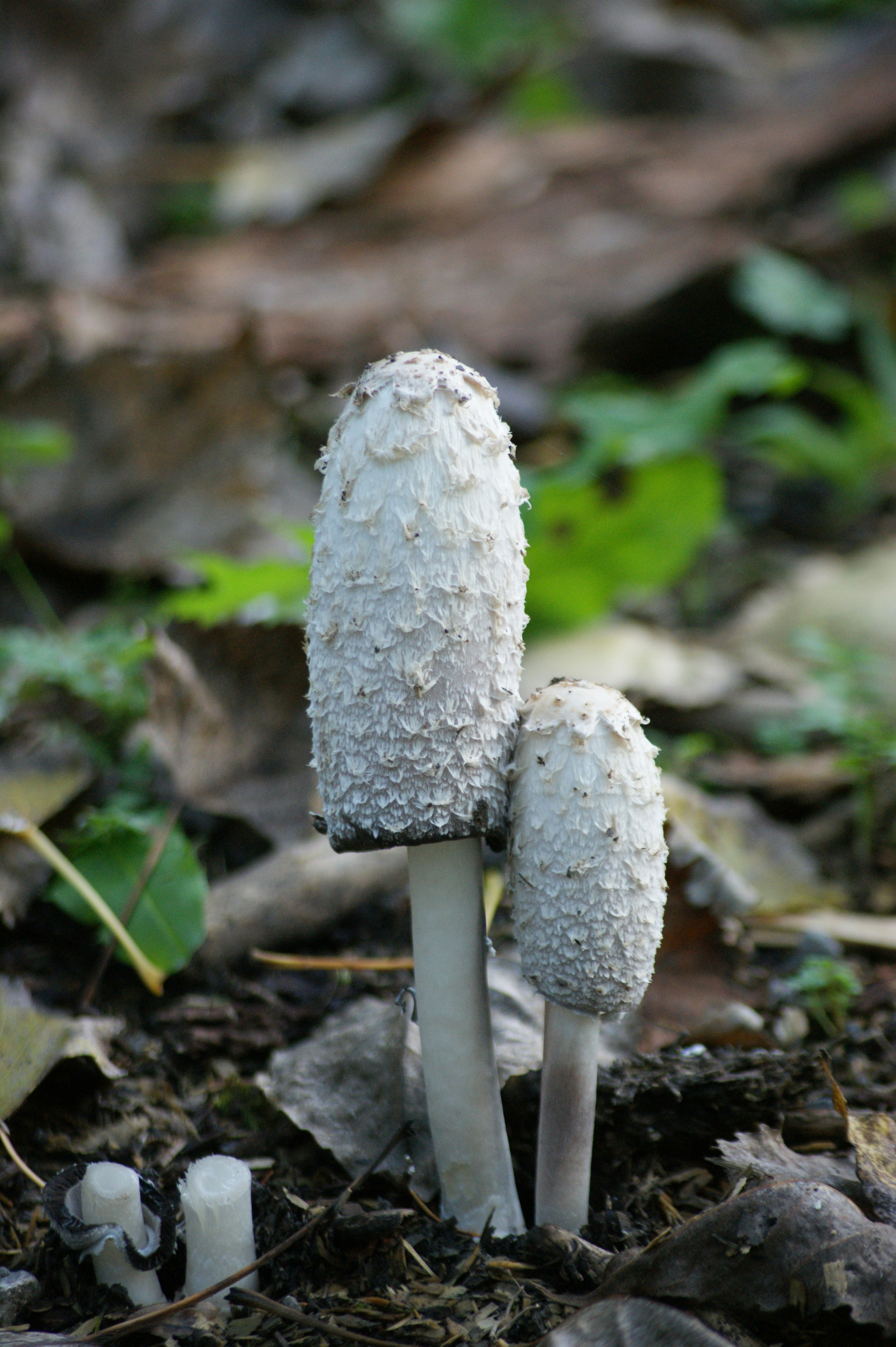 Un couple de champignons blancs assis sur le sol d’une forêt photo ...