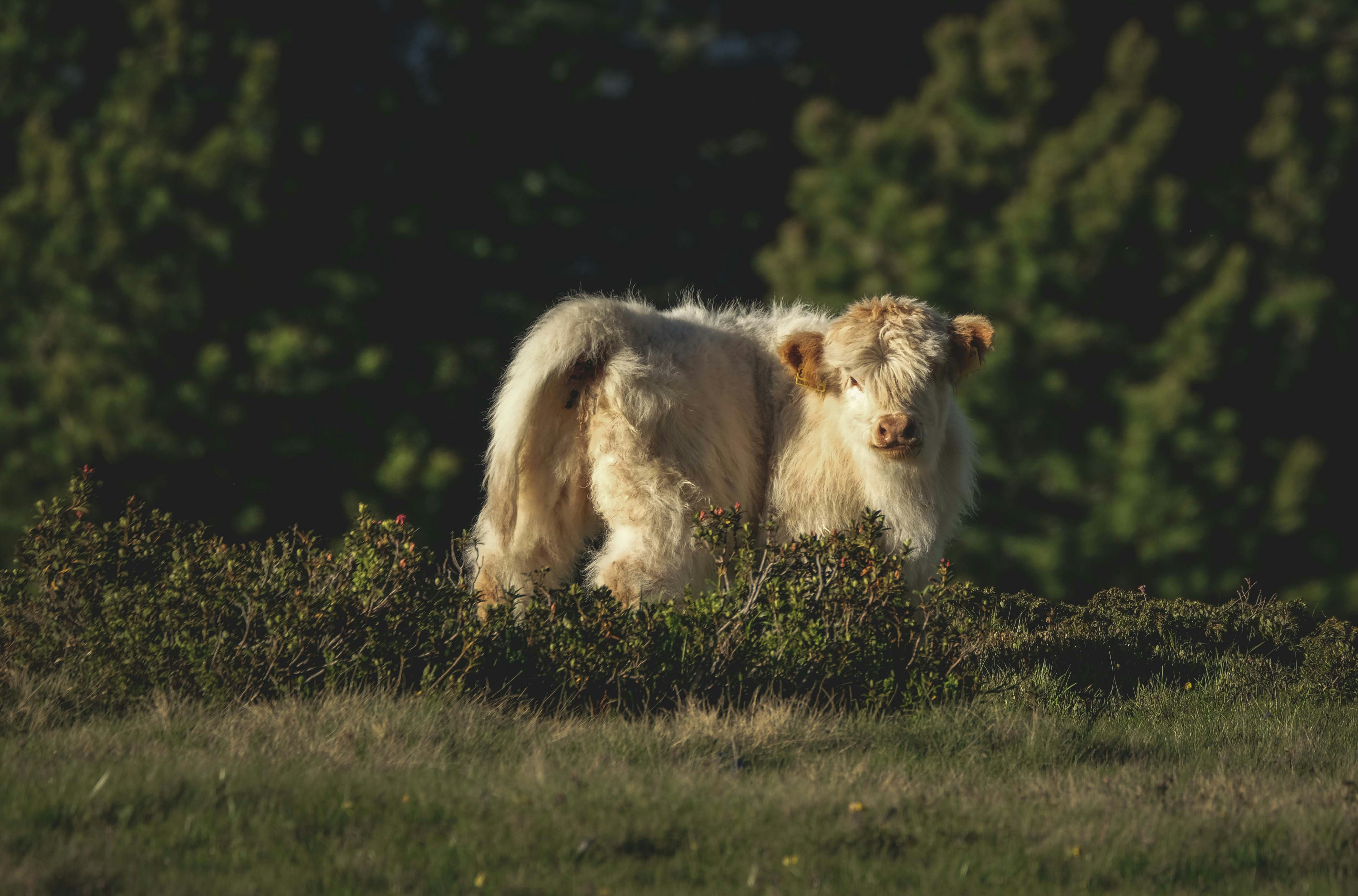 A shaggy haired cow standing in a field photo – Free Brown Image on ...