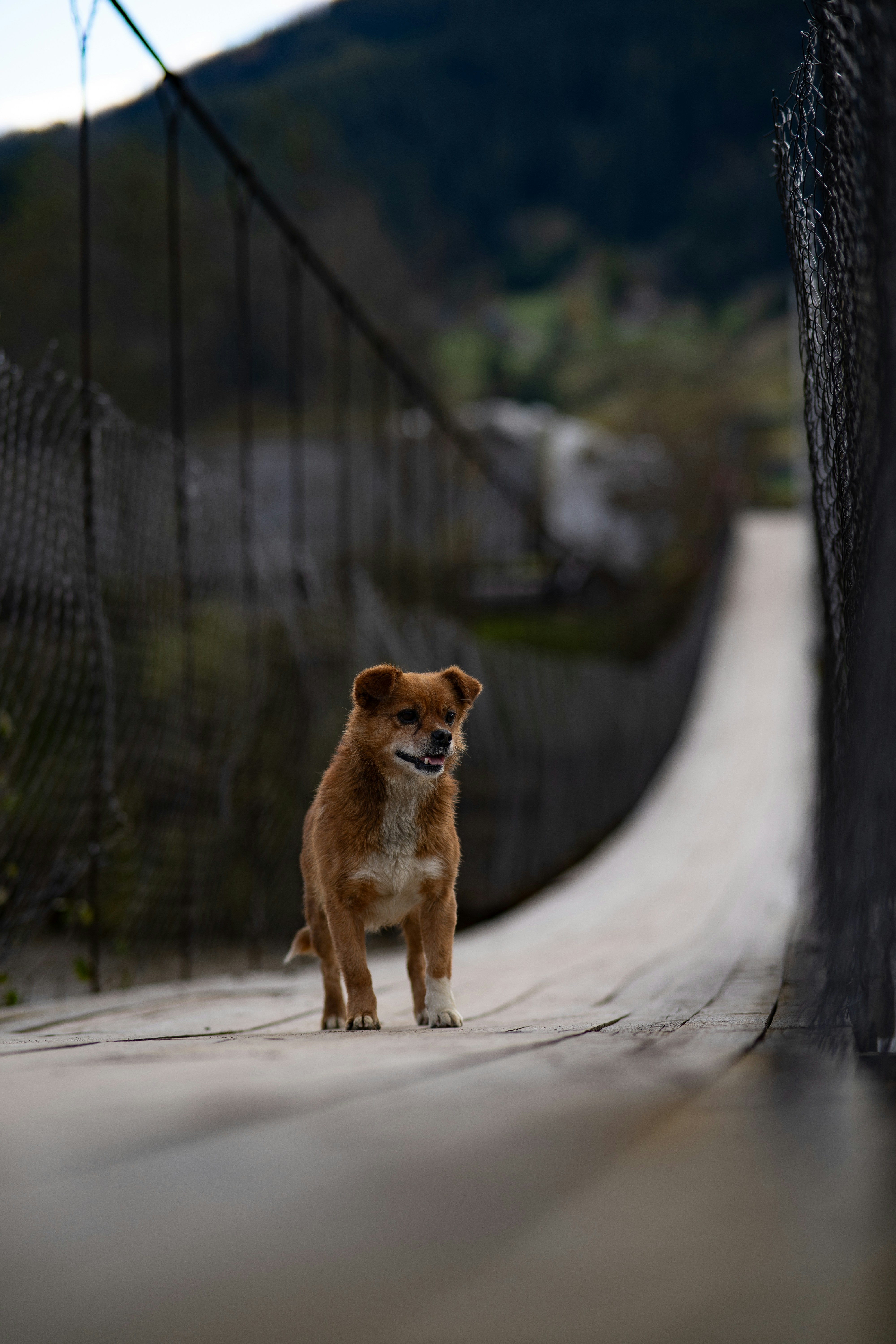 Lonely Guardian on a Wooden Walkway