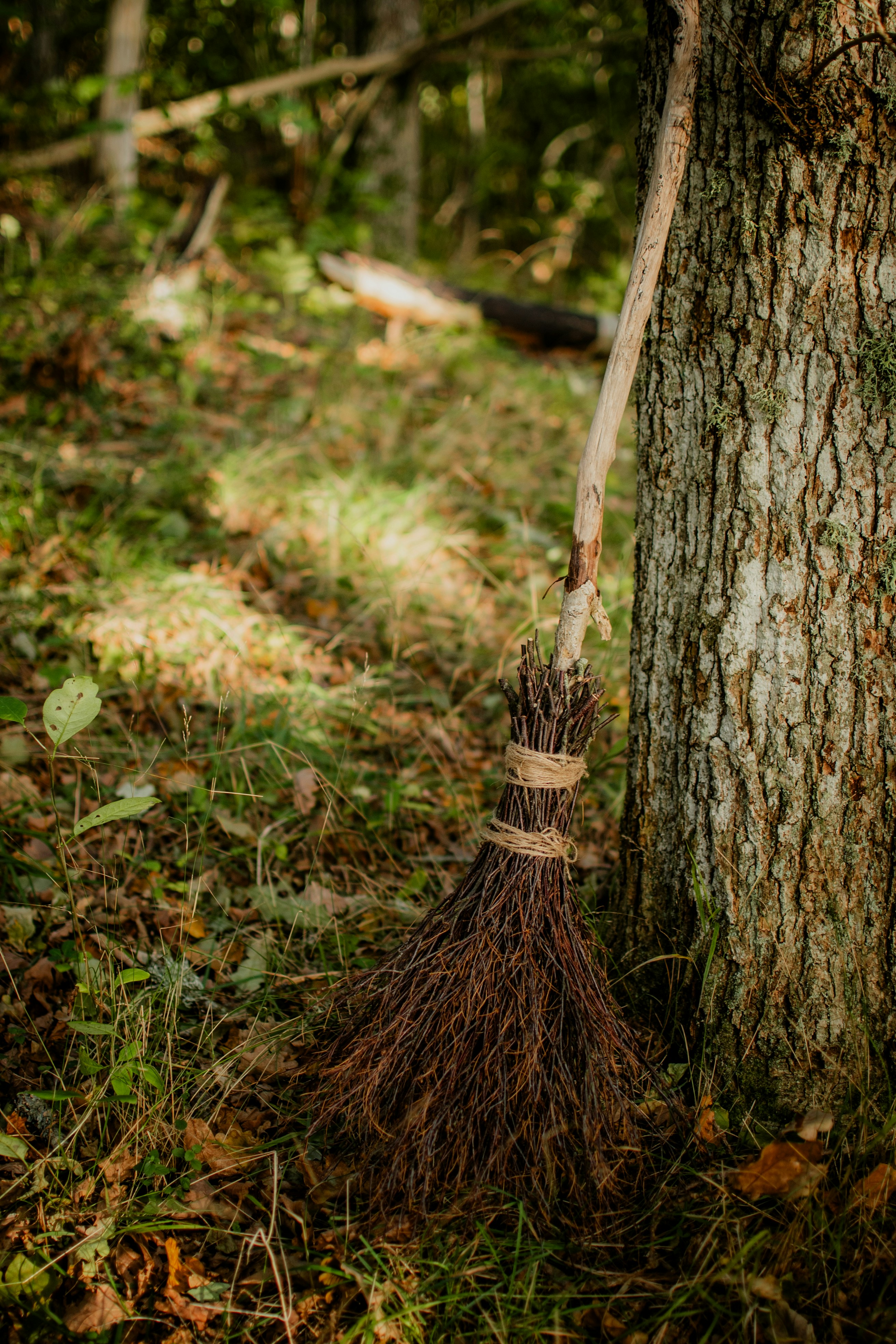 A broom leaning against a tree in the woods photo – Free Broom Image on ...