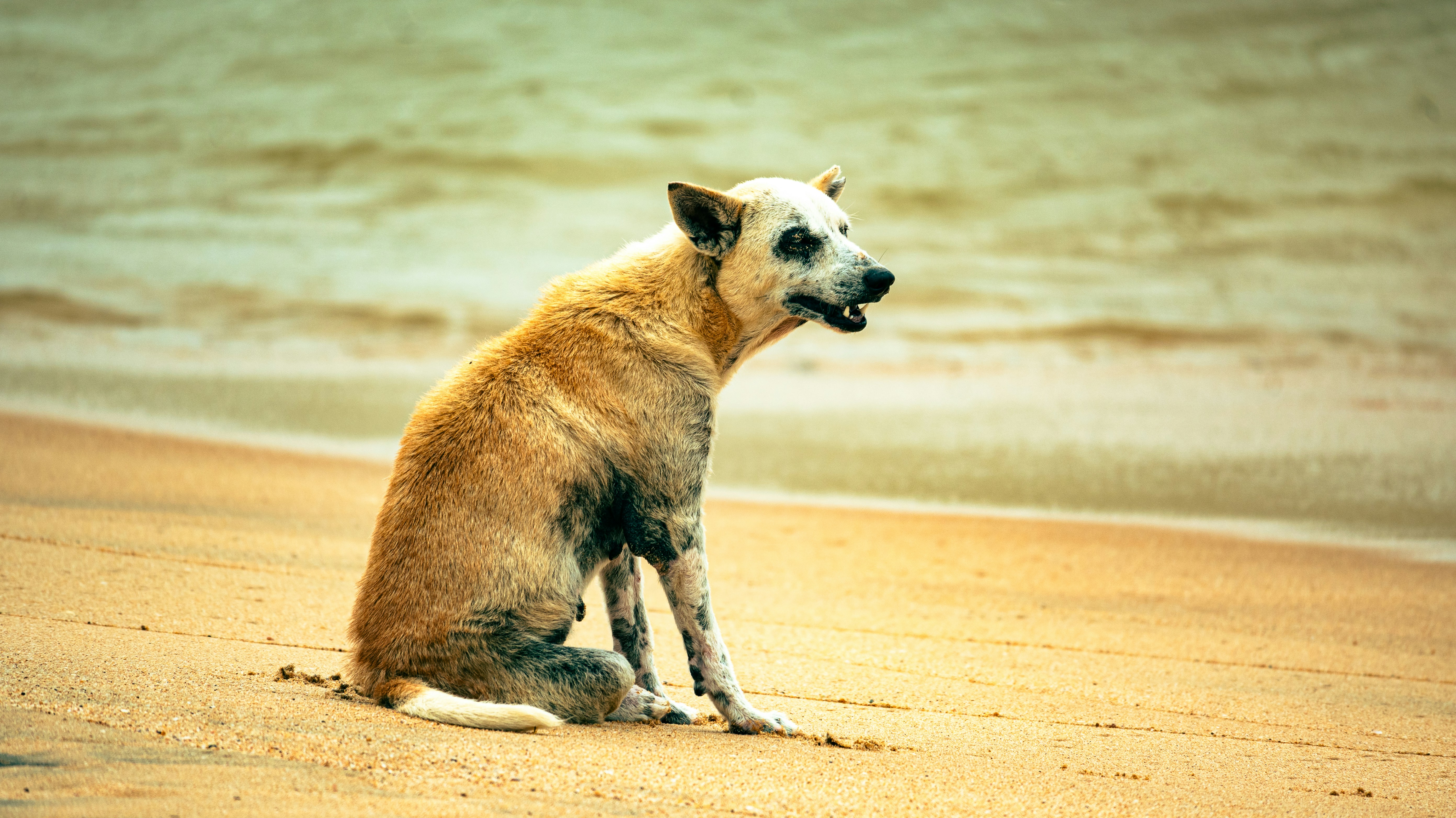 Shoreside Sentinel: A Weathered Pup Pauses at the Tidal Edge