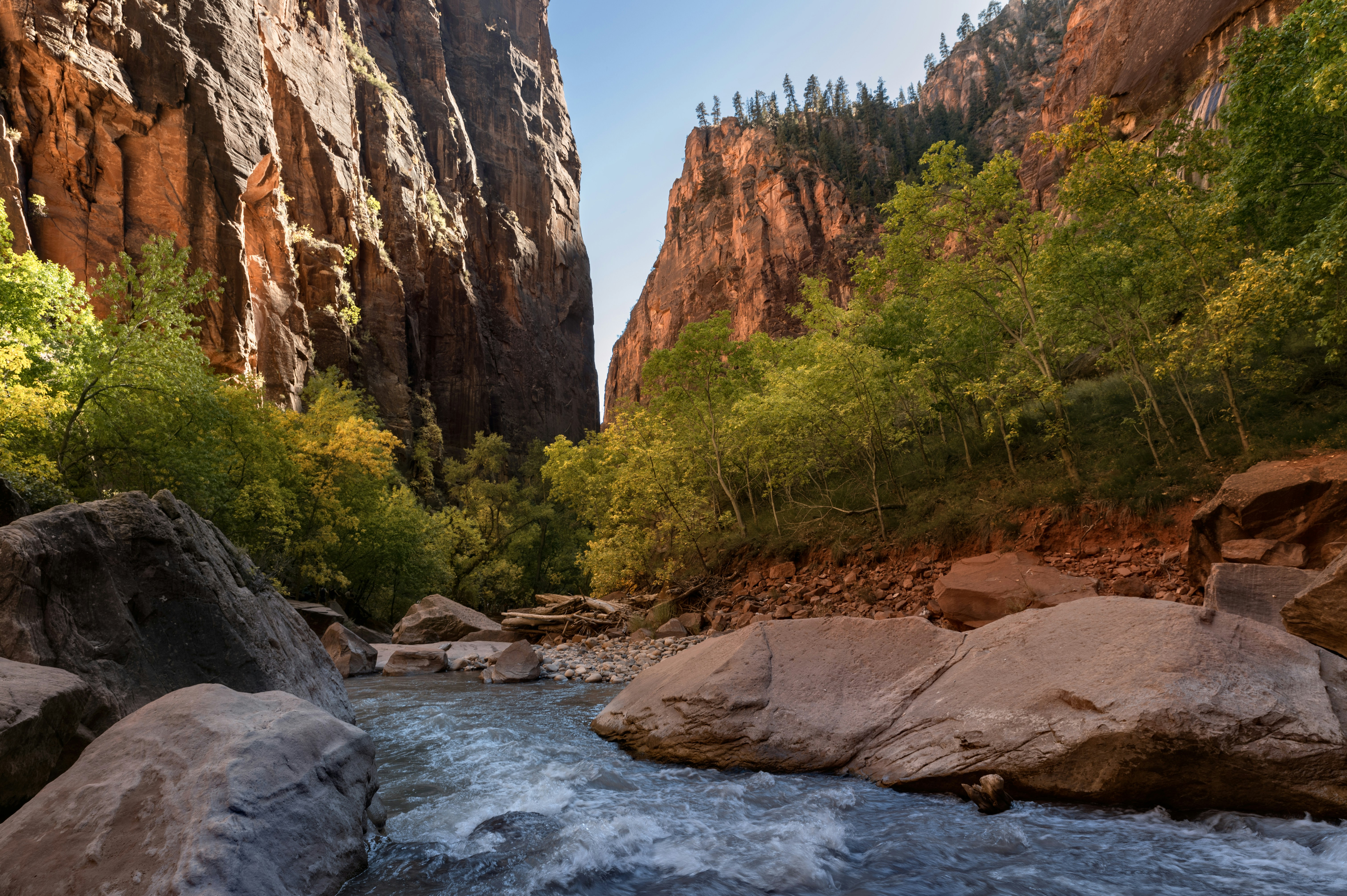 A river running through a lush green forest photo – Free Zion national ...