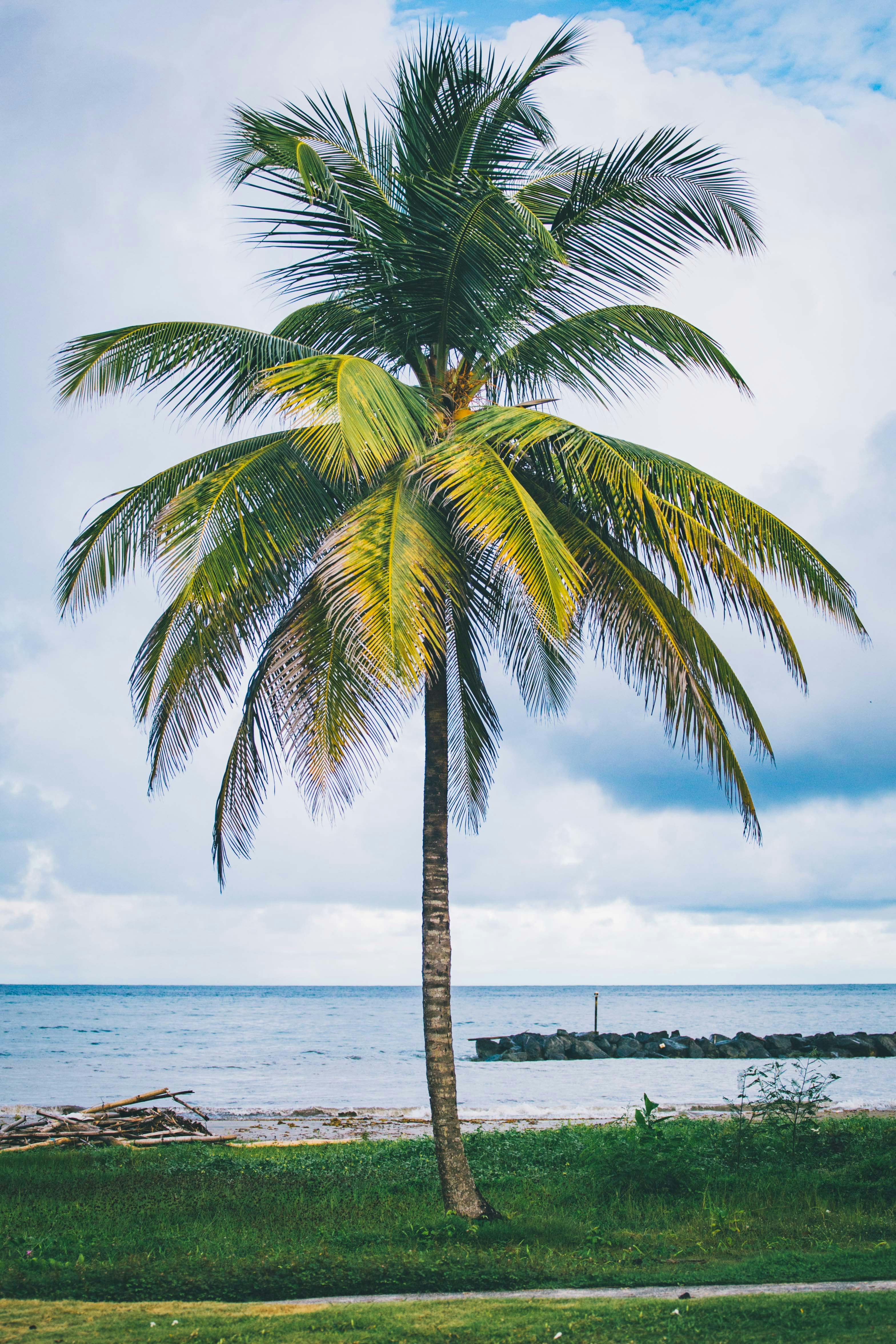 A palm tree on the beach with the ocean in the background photo – Free ...