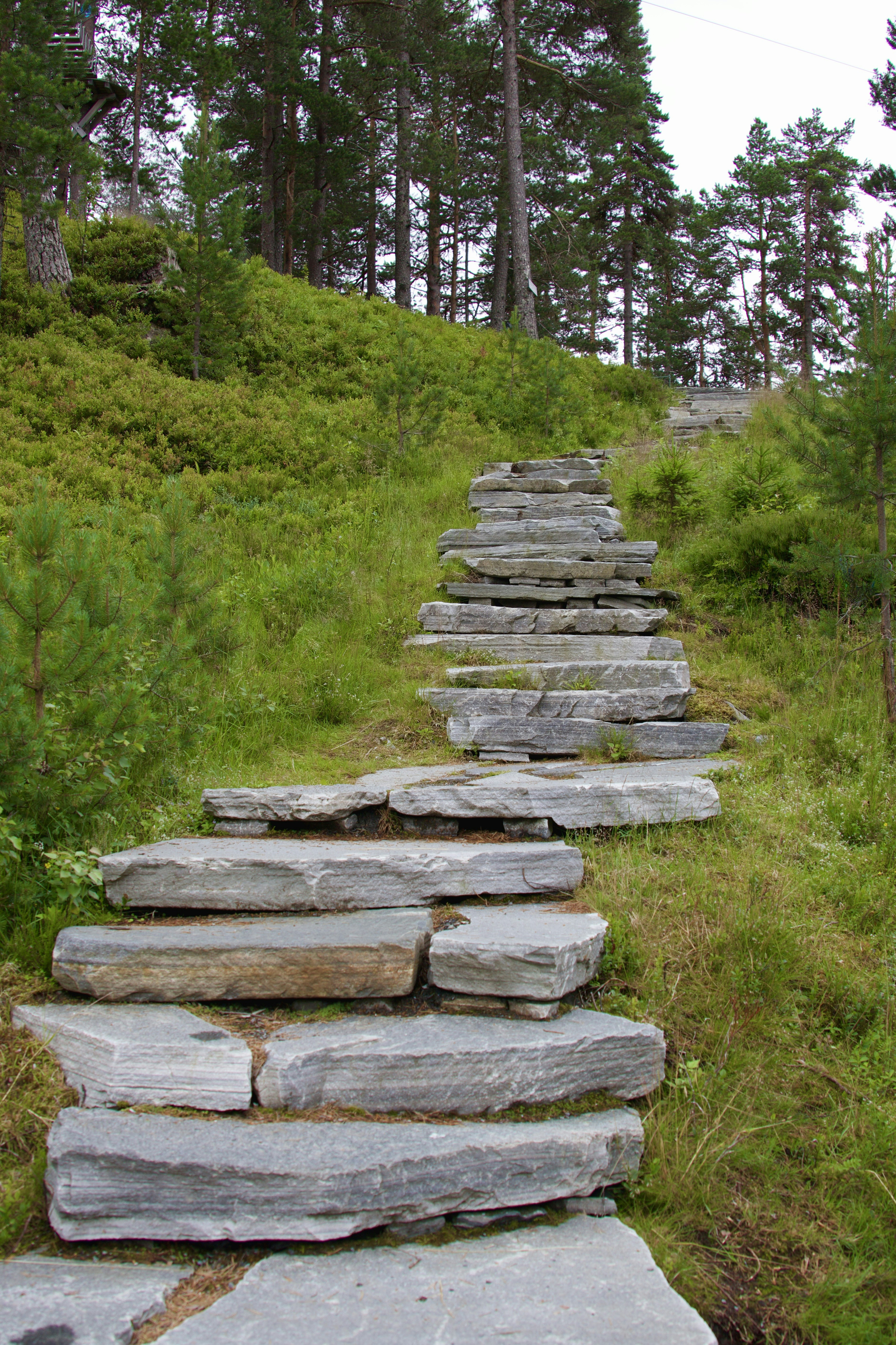 Stone Stairway Through Greenery toward a Pine Knoll
